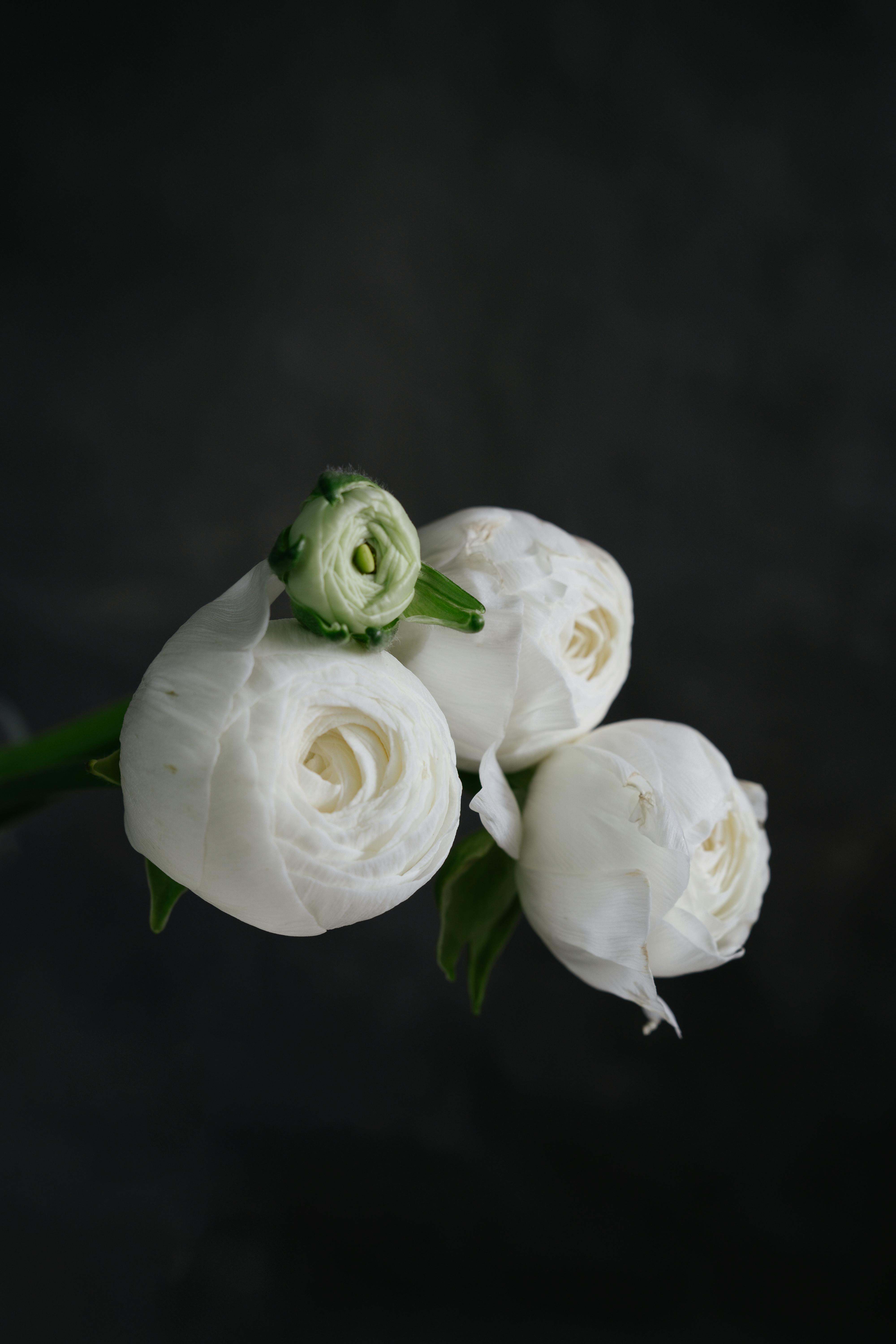 A Beautiful White Flower Bud · Free Stock Photo
