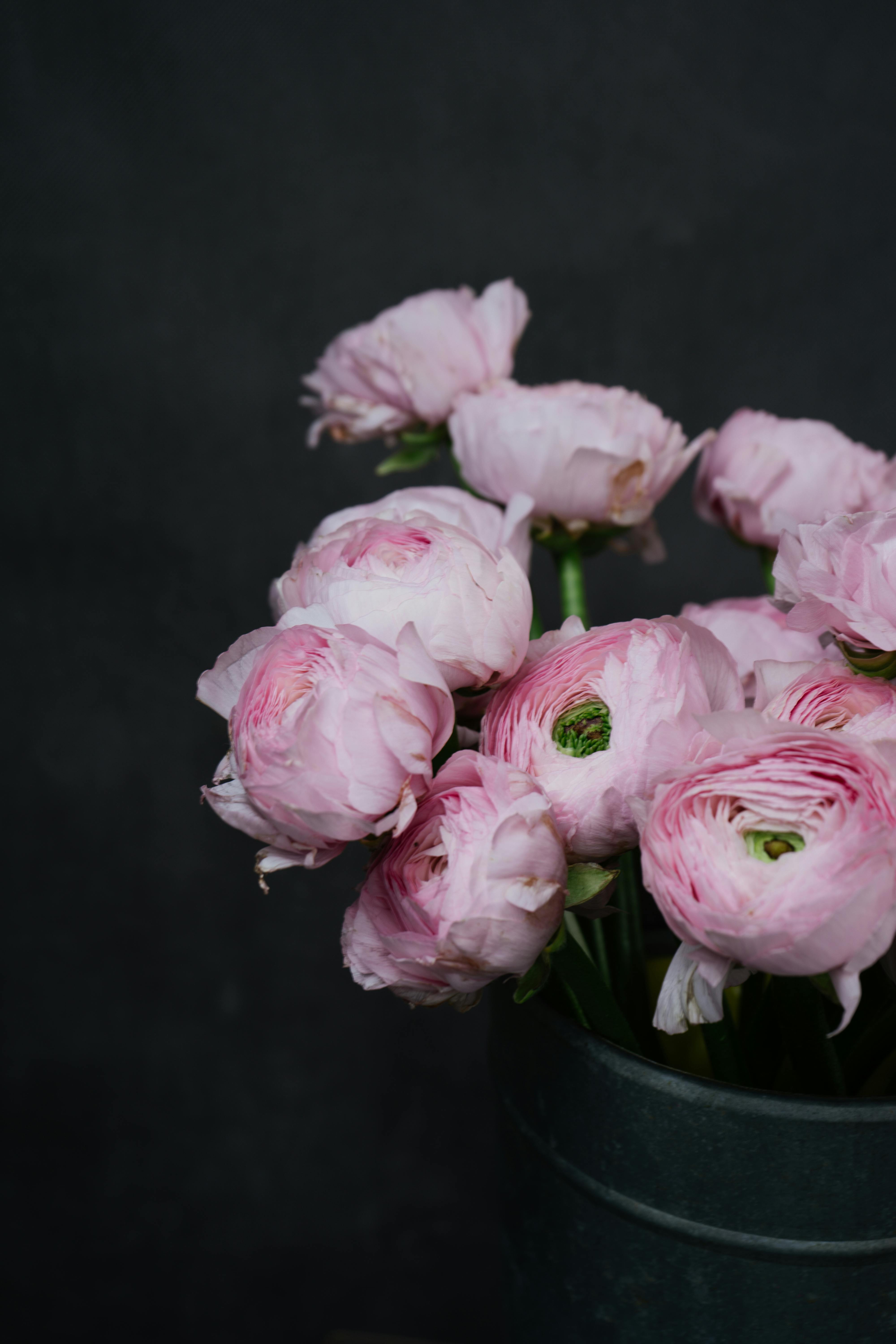 Beautiful Pink Garden Roses in a Pot · Free Stock Photo