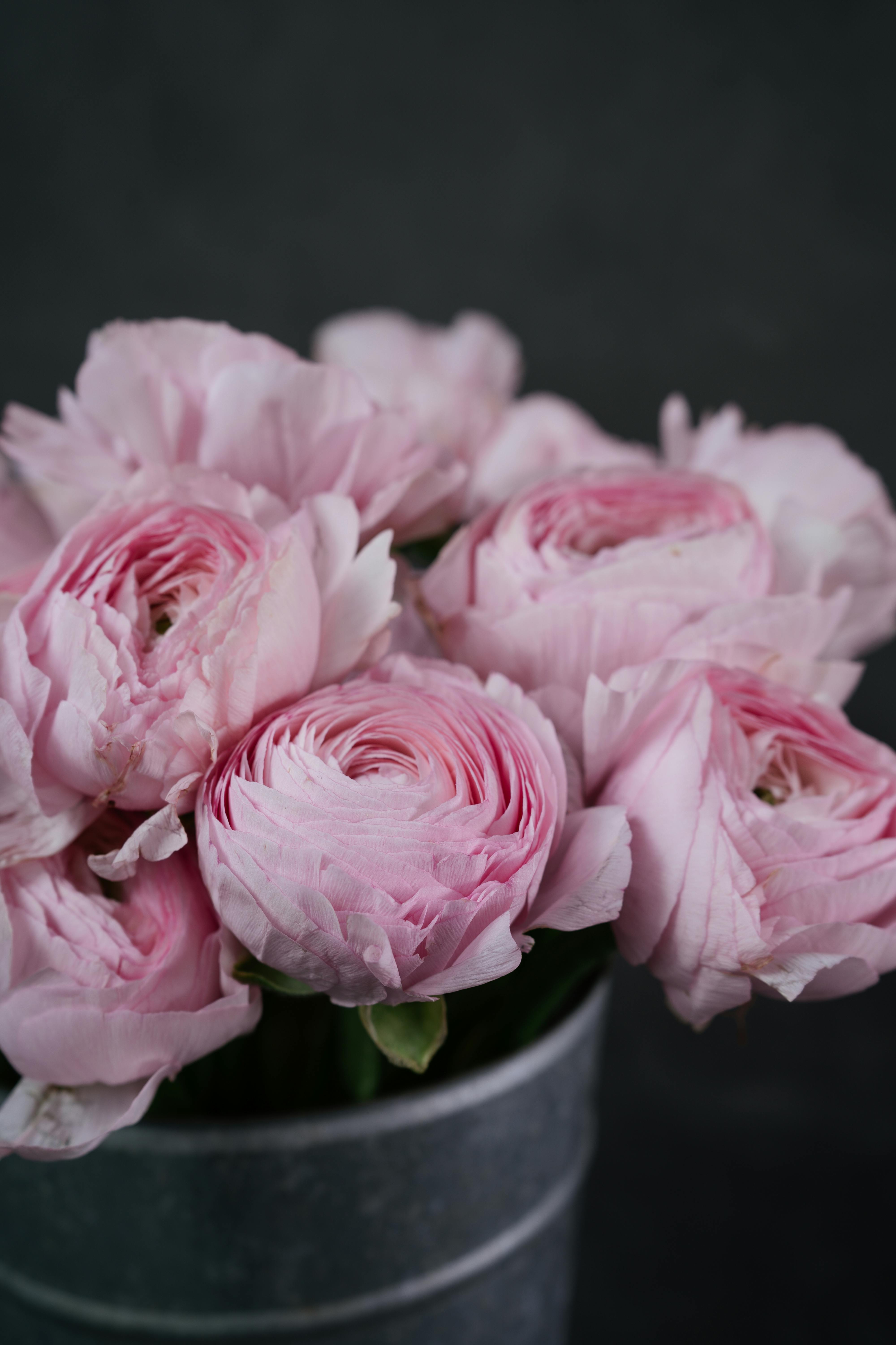 Elegant Pink Garden Roses in a Pot · Free Stock Photo