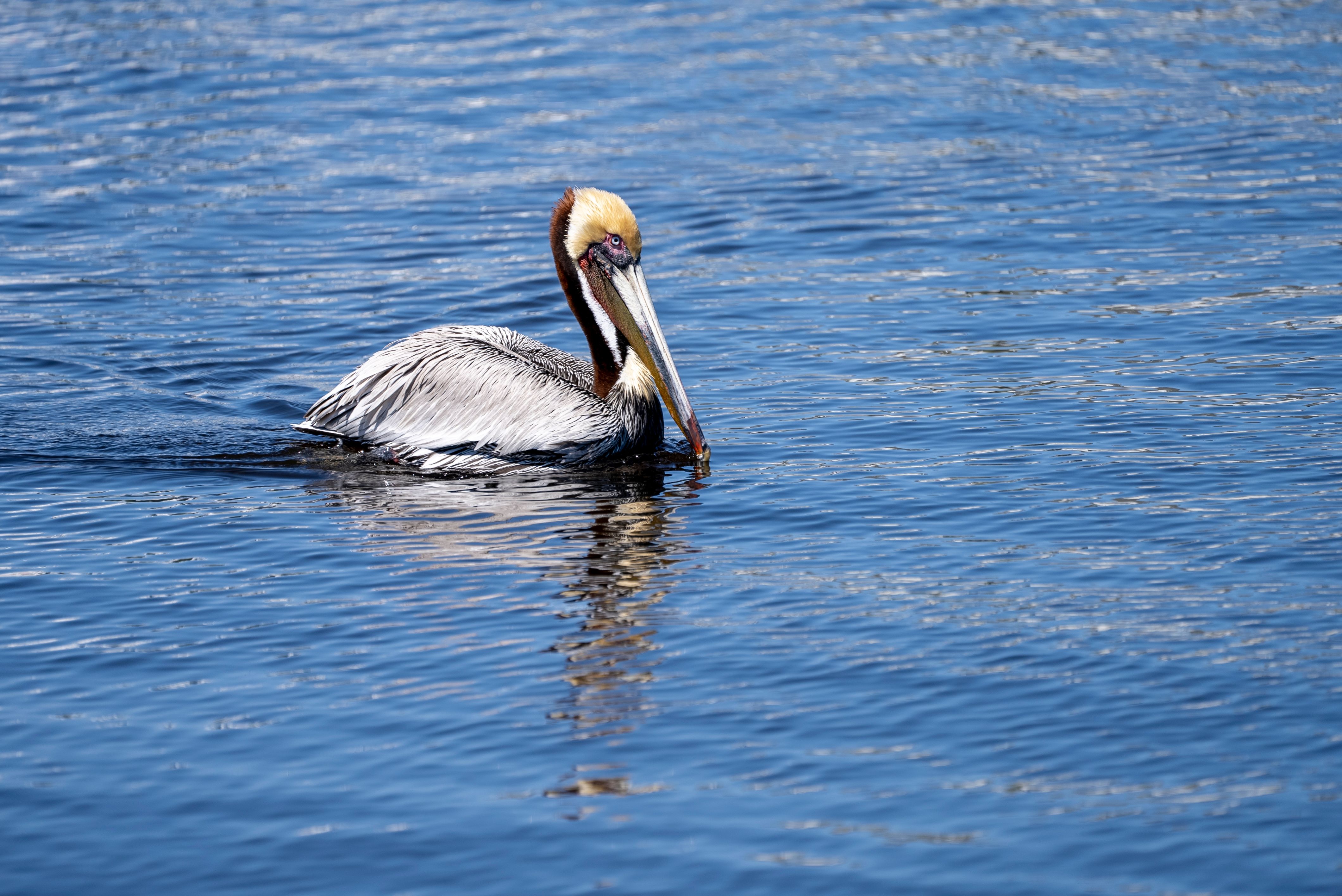 White Pelicans on Body of Water · Free Stock Photo