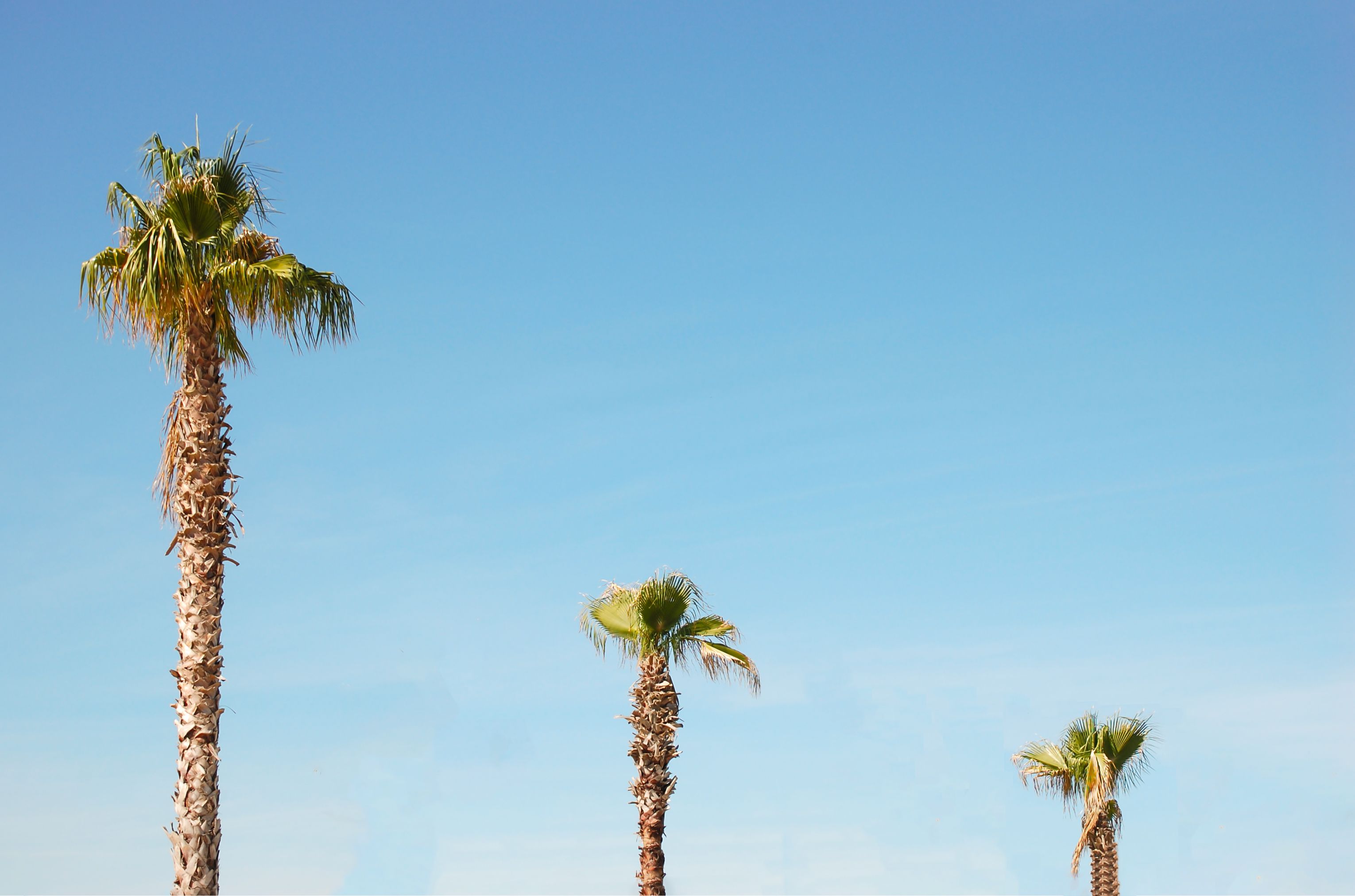Photo of Fan Palm Trees · Free Stock Photo