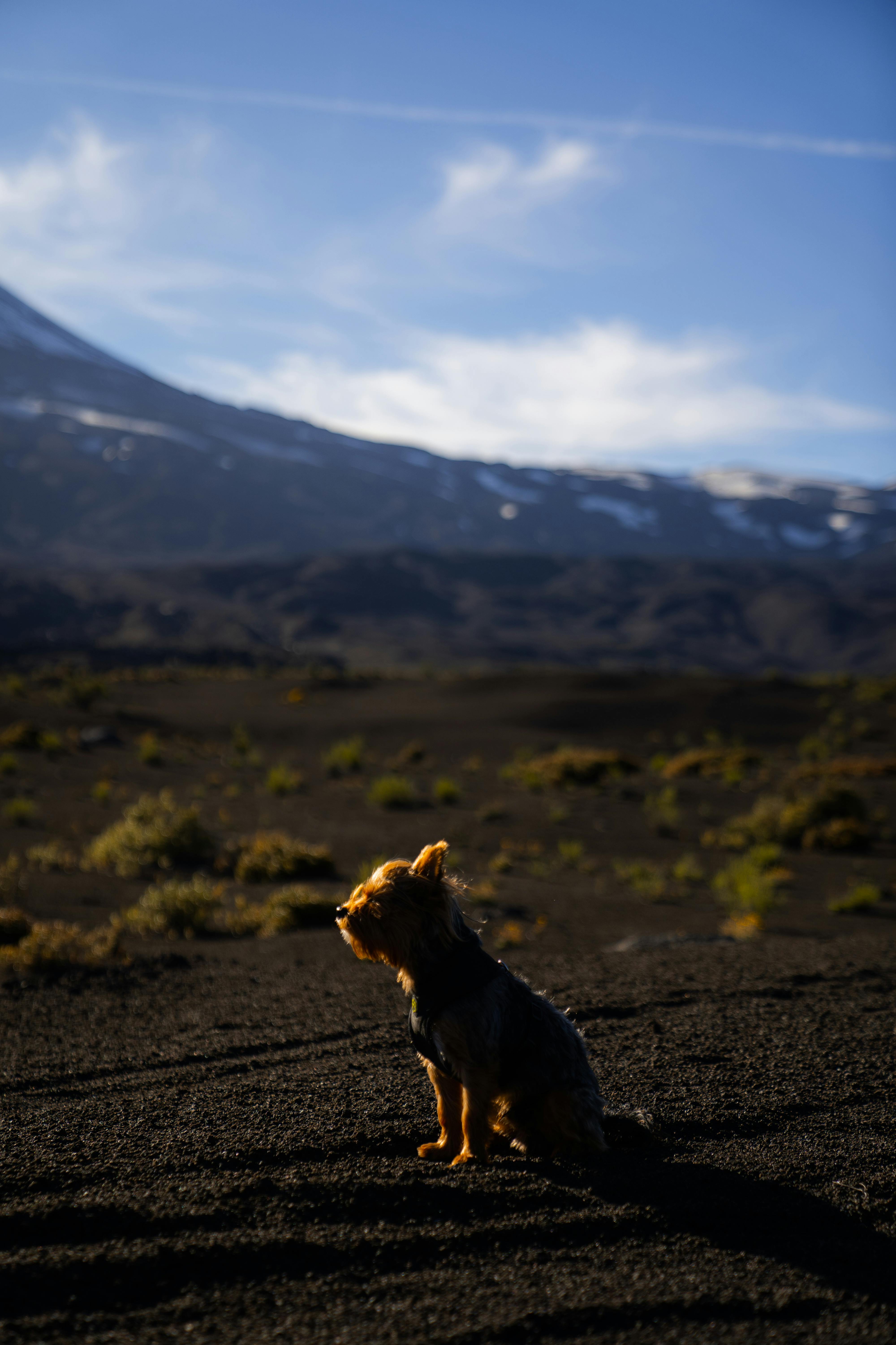 20+ Best Perro Photos · 100% Free Download · Pexels Stock Photos