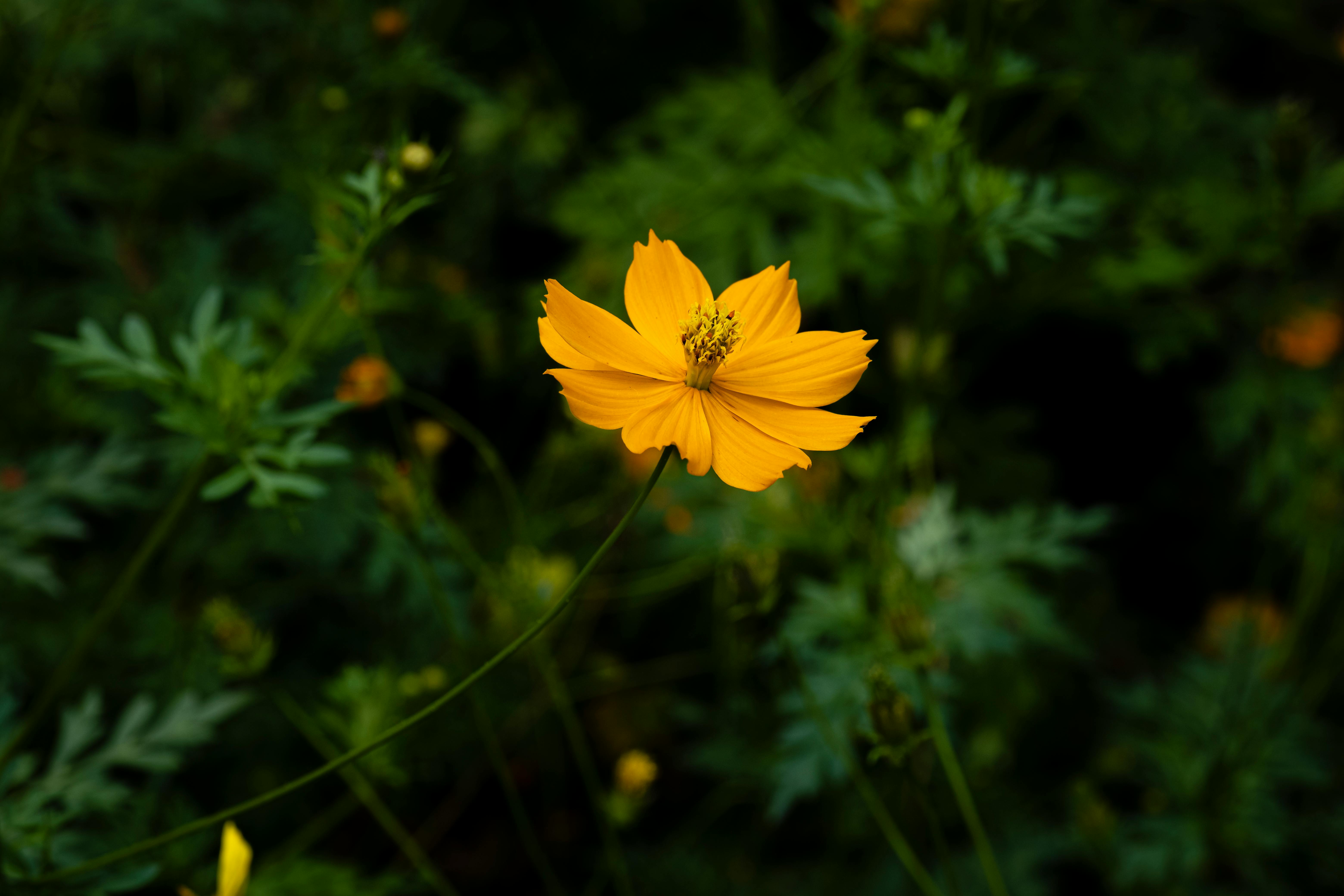 Close-Up Shot of a Yellow Cosmos in Bloom · Free Stock Photo