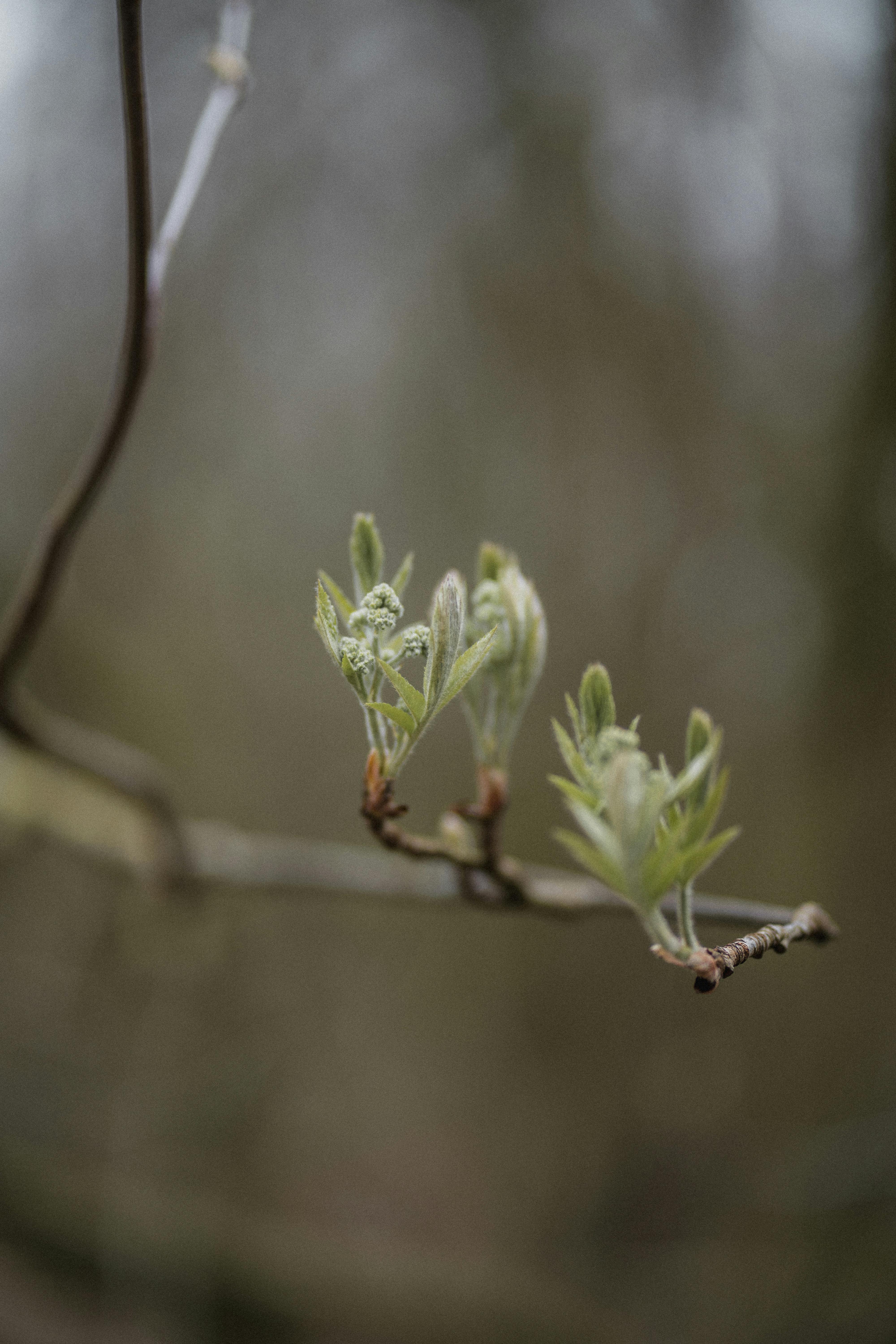 Branches · Free Stock Photo