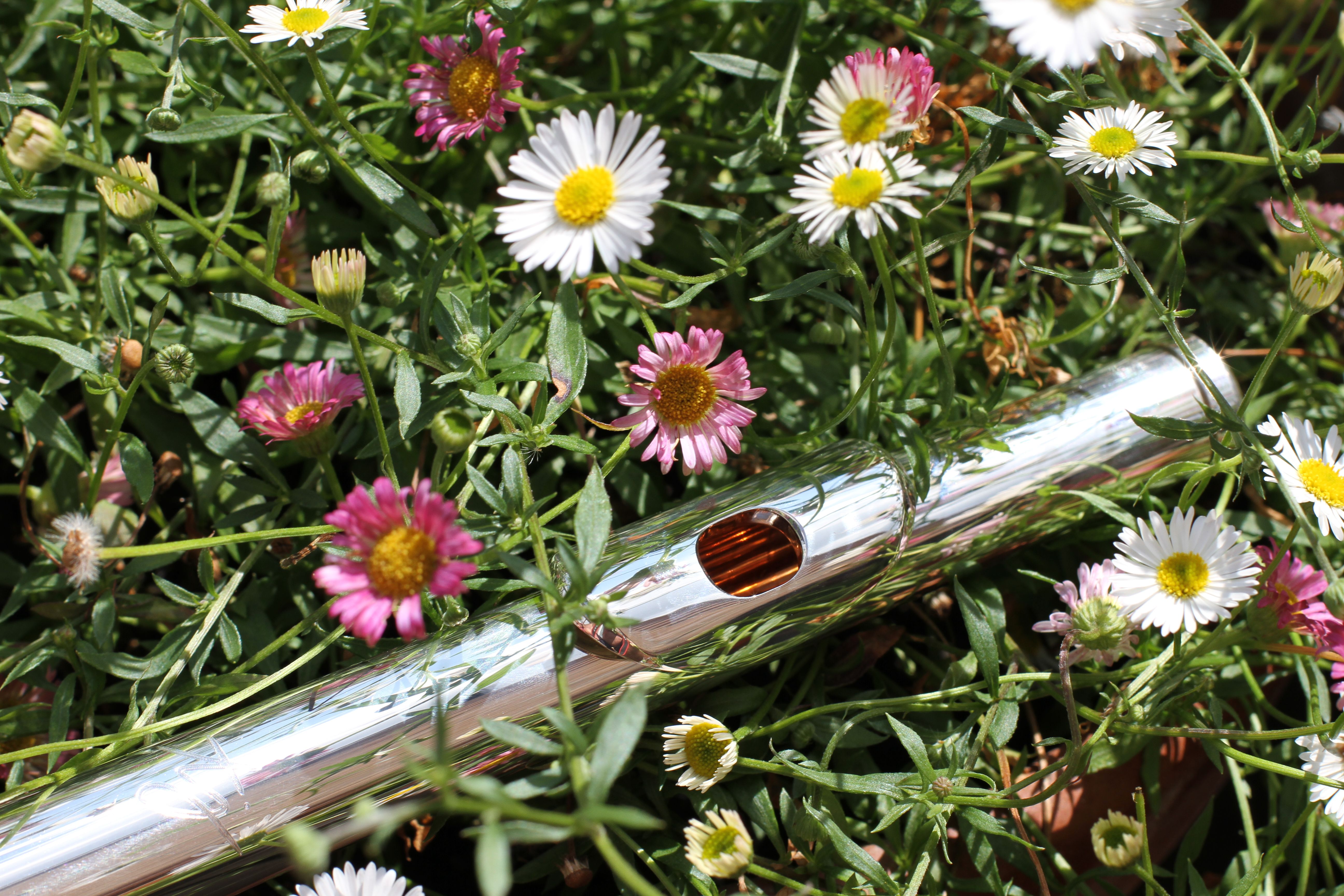 Stainless Flute on Daisy Flowers · Free Stock Photo