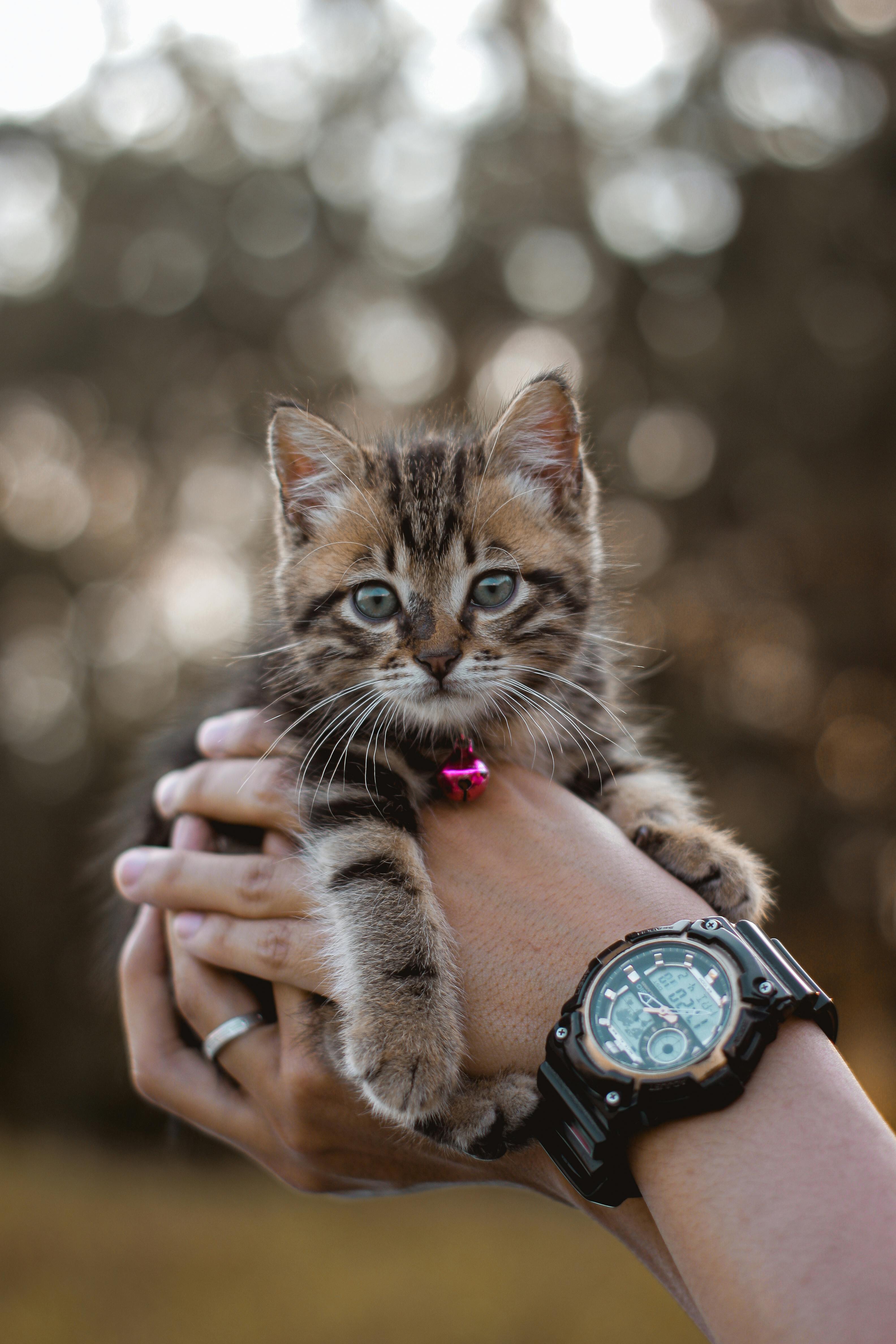 A Girl Holding a Cat · Free Stock Photo