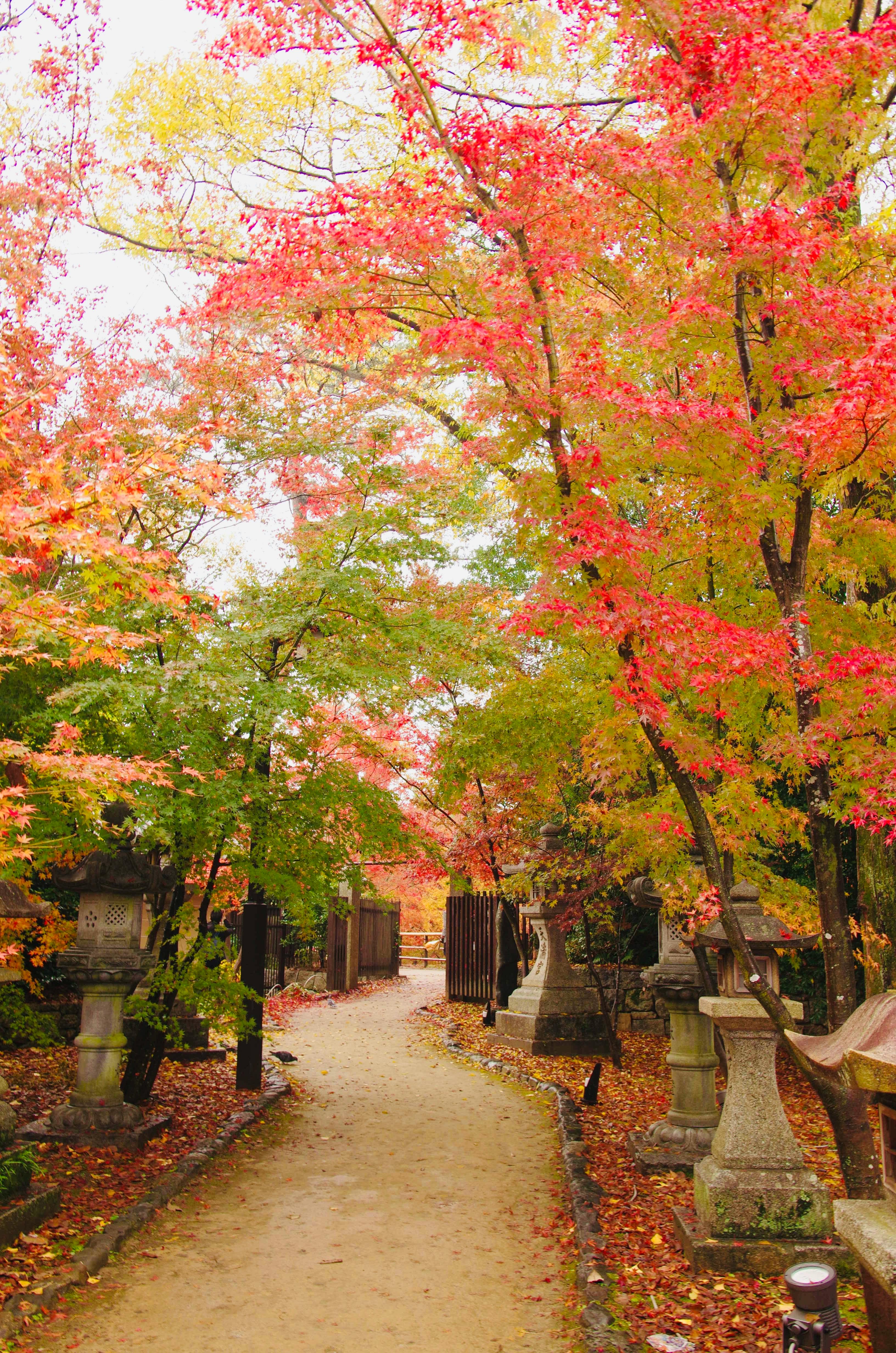 A Pathway under Maple Trees · Free Stock Photo