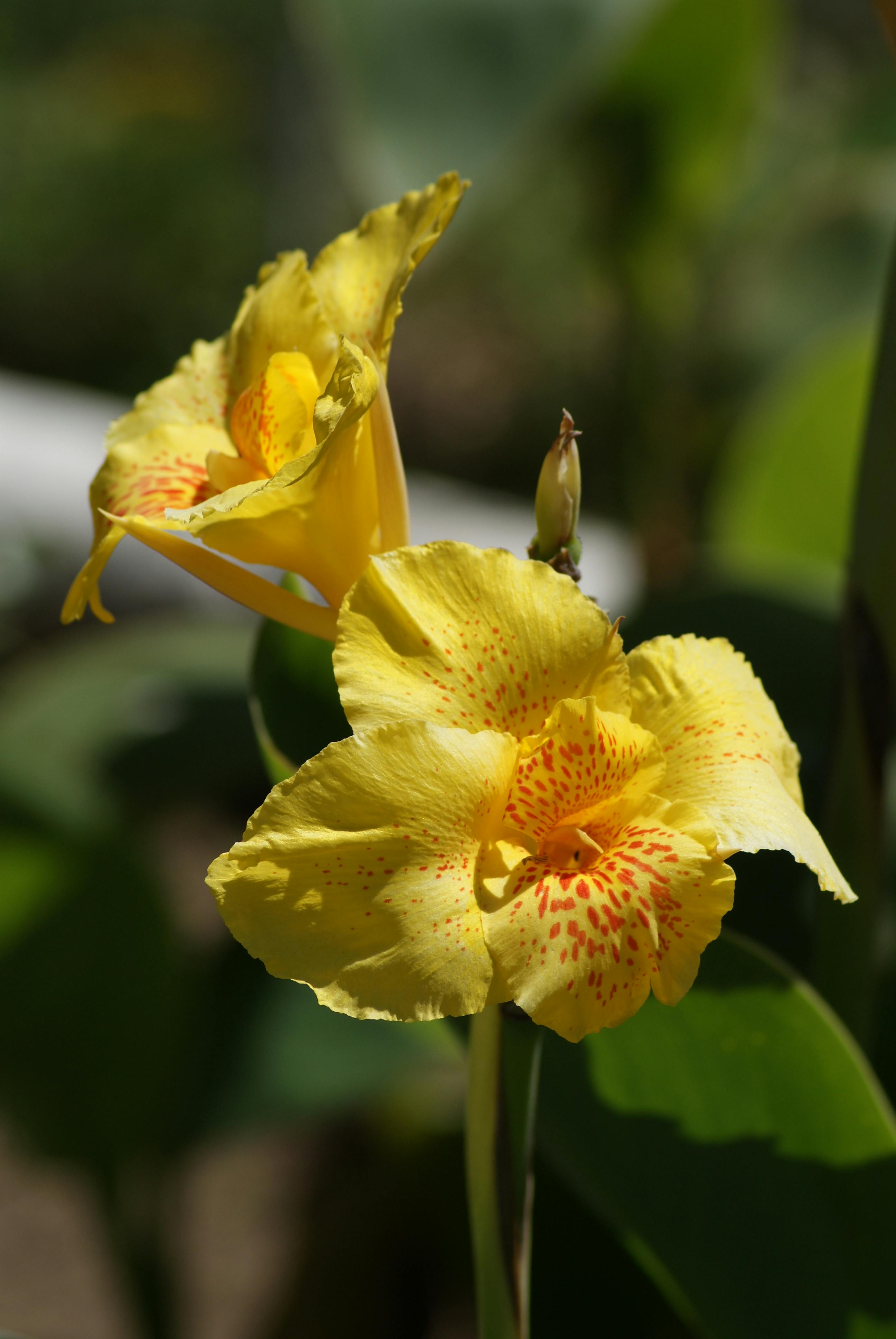 Close-Up Shot of a Canna Flower in Bloom · Free Stock Photo