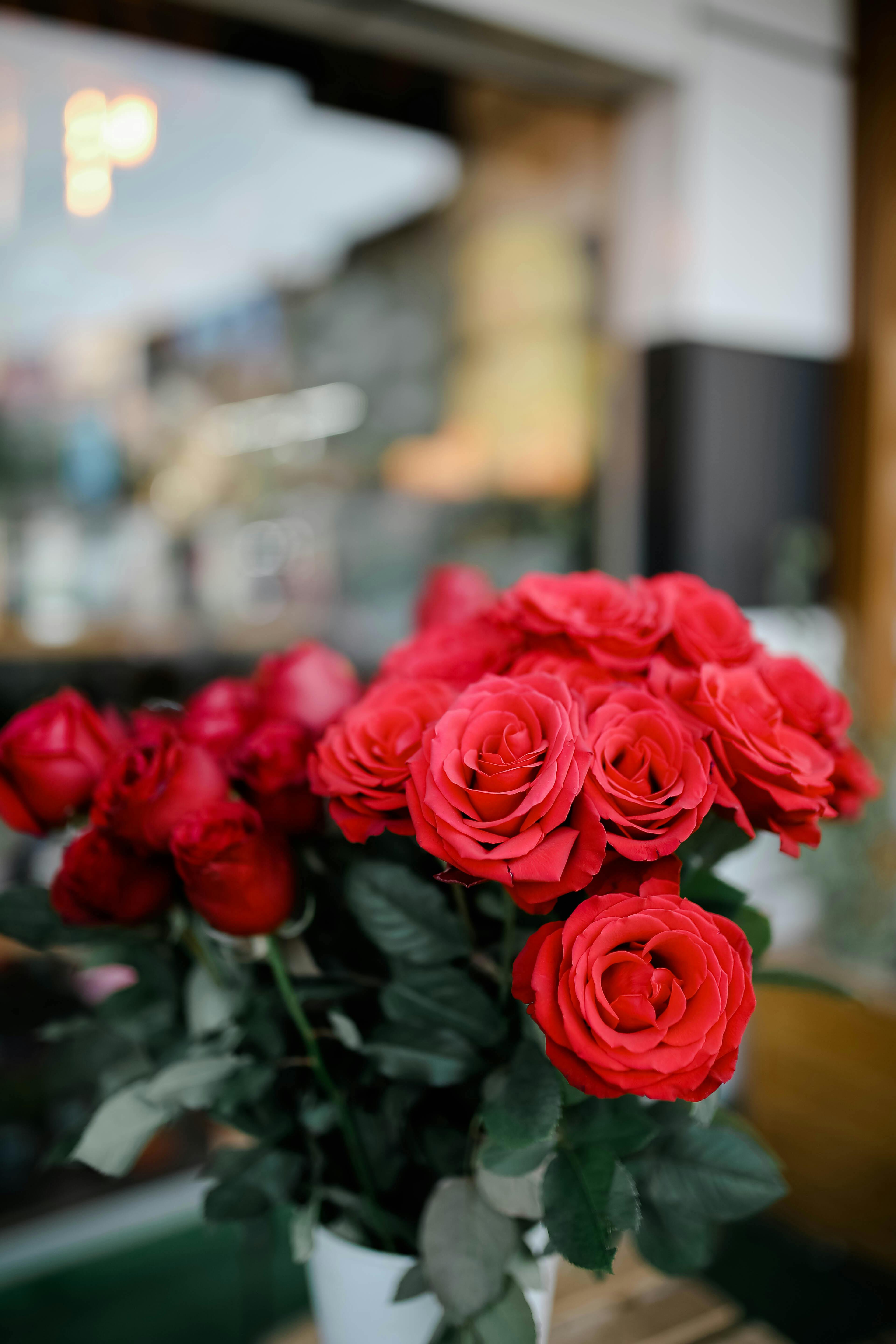 Red roses near building on street · Free Stock Photo