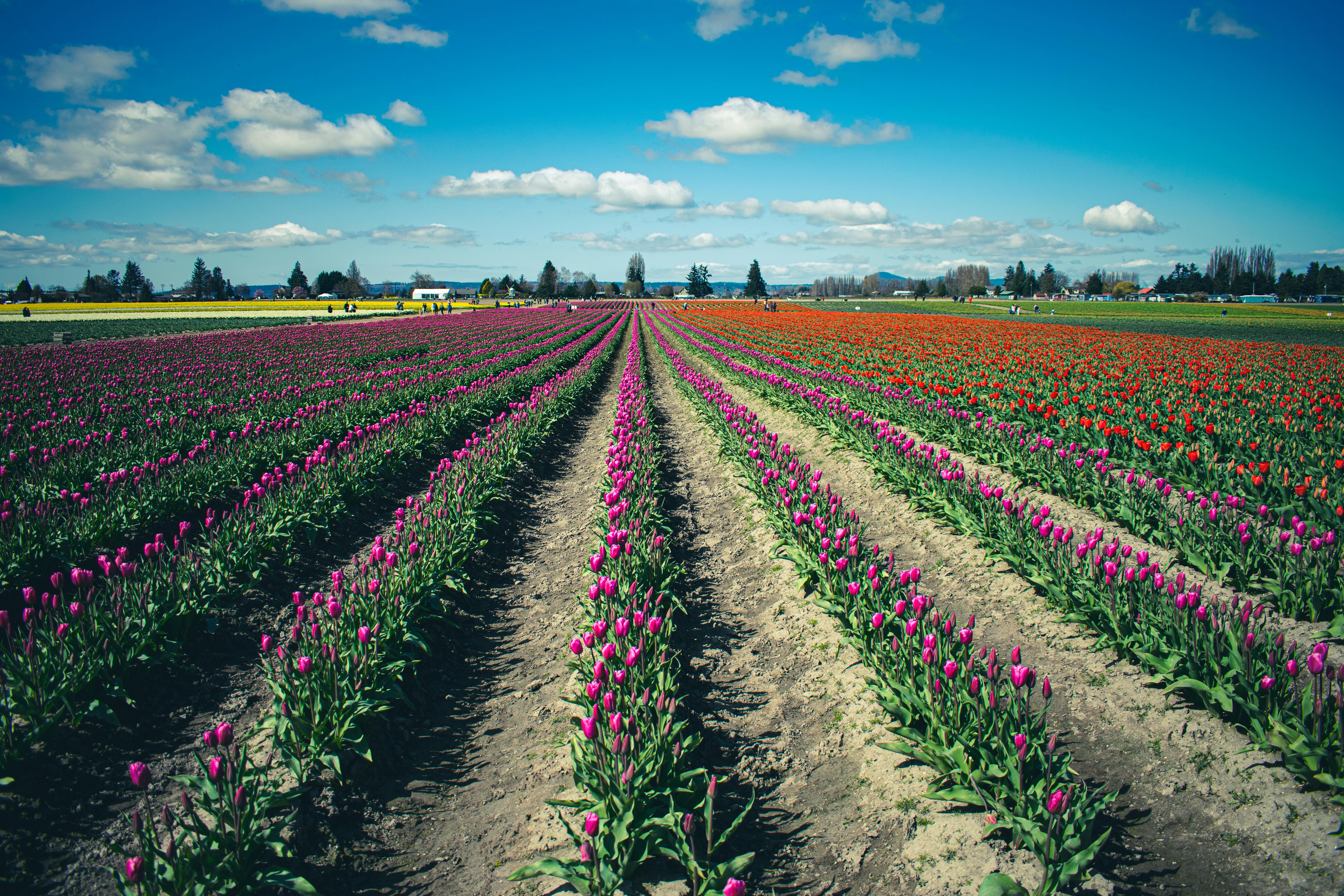 Tulips Field Under Blue Sky · Free Stock Photo