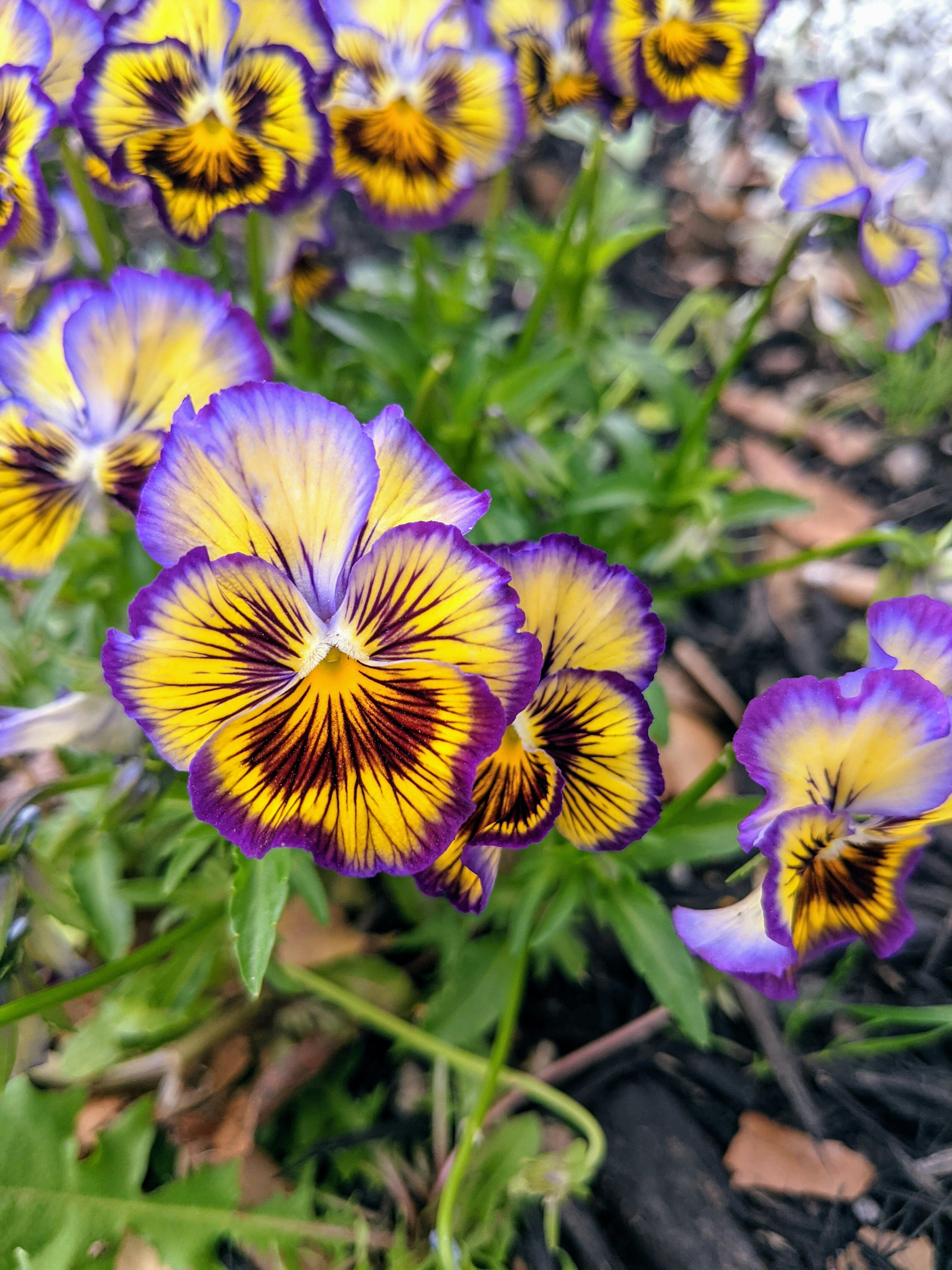 Pansy Photos, Download The BEST Free Pansy Stock Photos & HD Images
