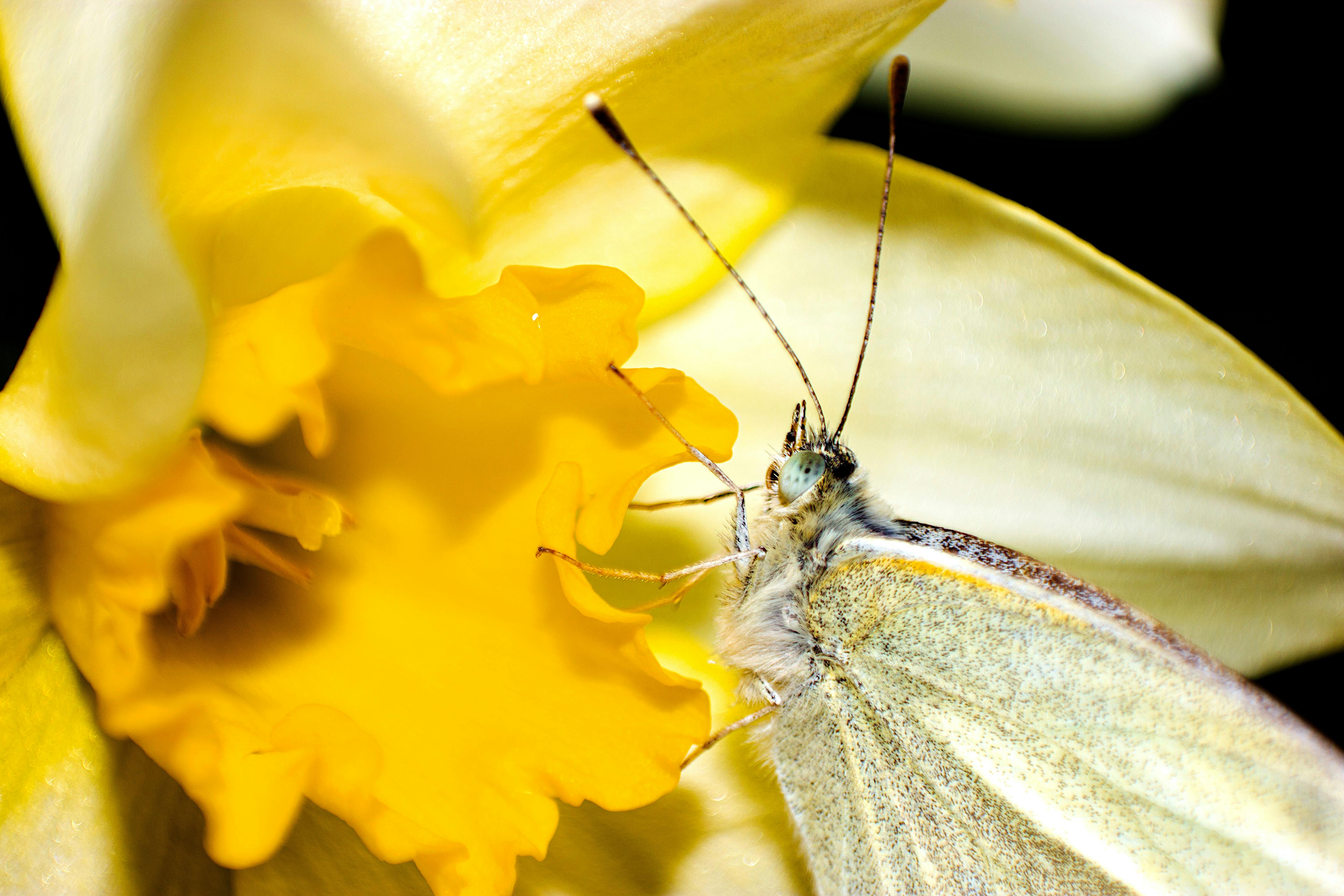 Extreme Close-up of a Flower · Free Stock Photo