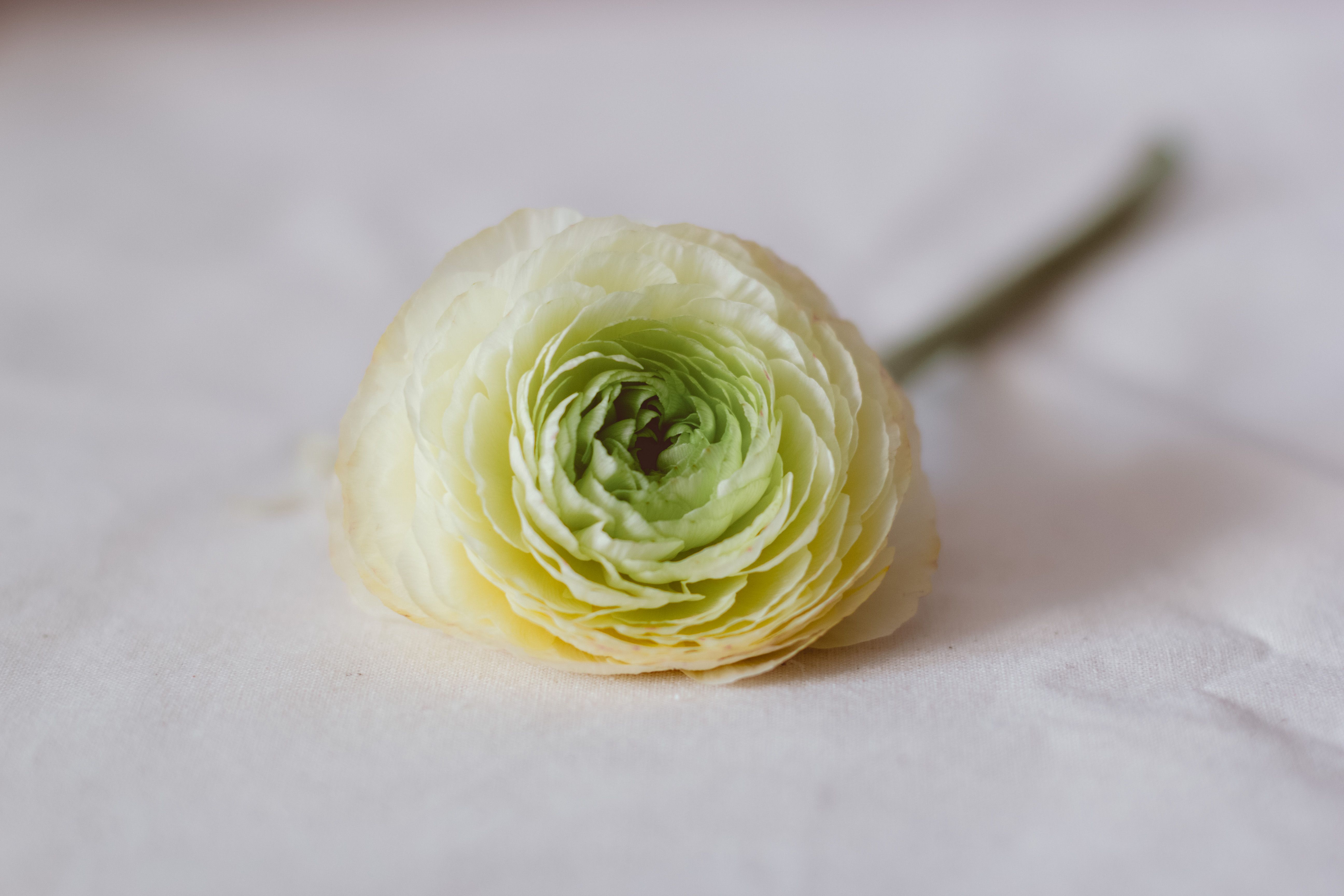 A Beautiful Buttercup Flower · Free Stock Photo
