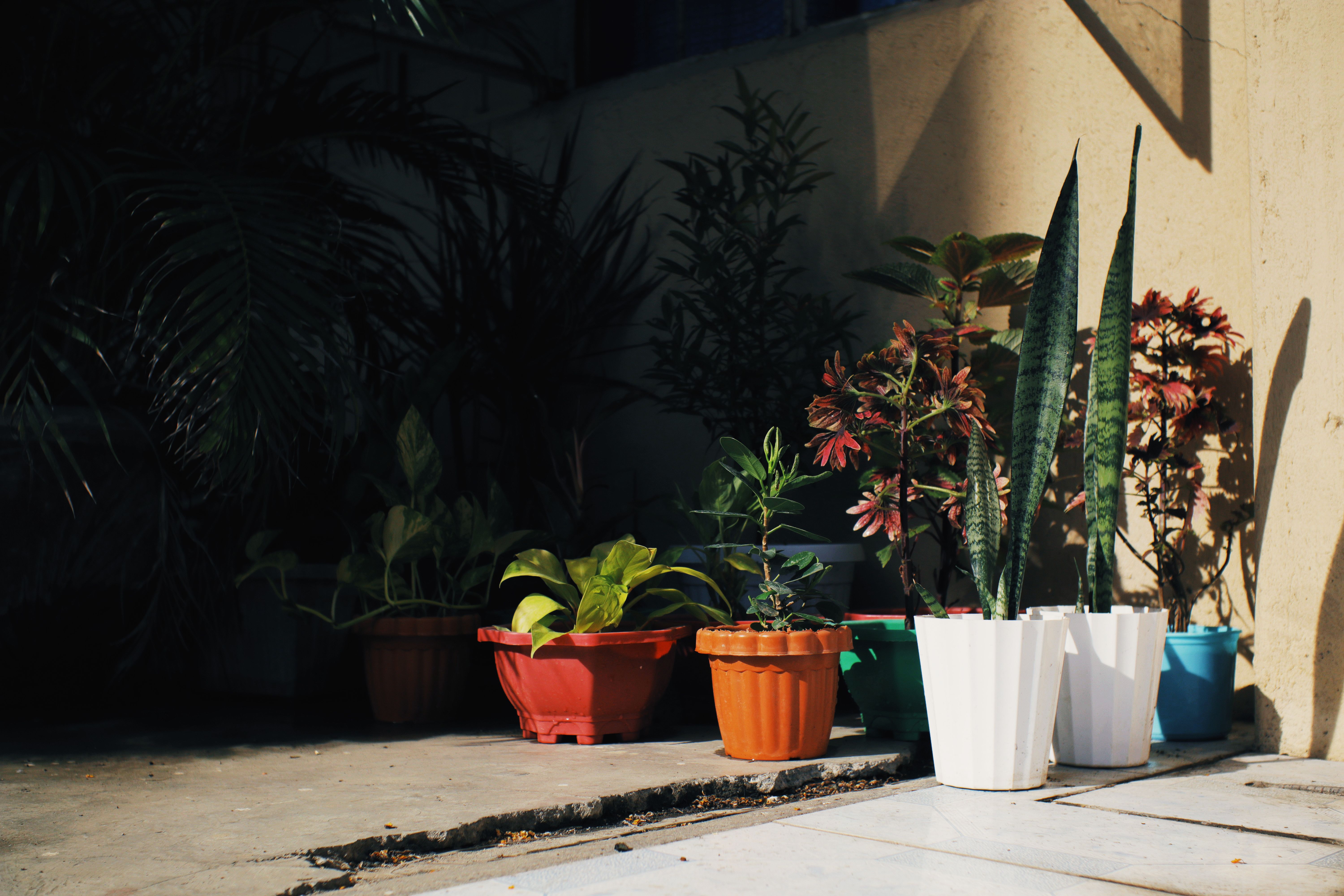 Plantas De Interior Verdes En Macetas · Foto de stock gratuita