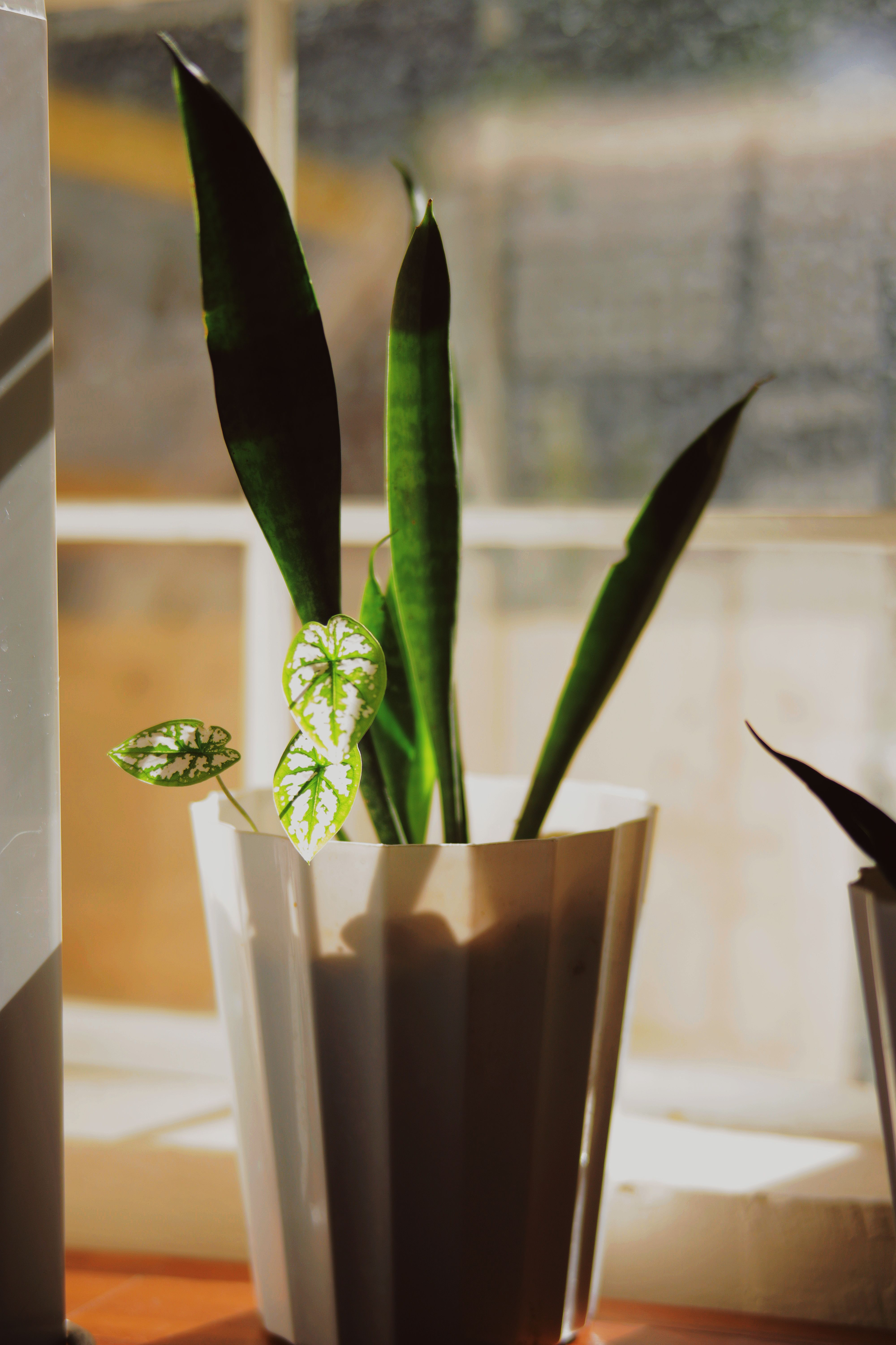 Potted plants on light room · Free Stock Photo