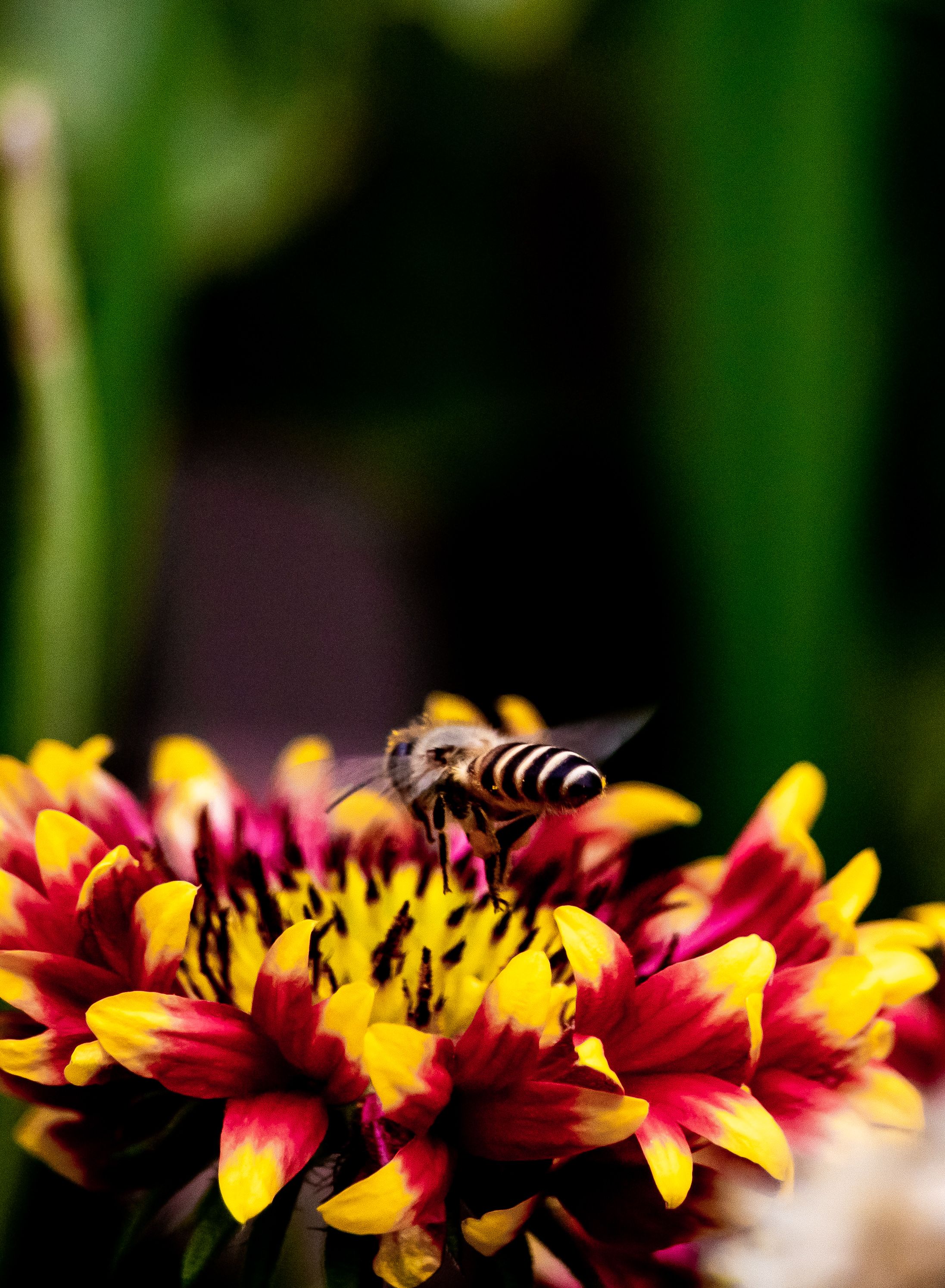 Symbiosis Parasitisme Photos, Download The BEST Free Symbiosis ...