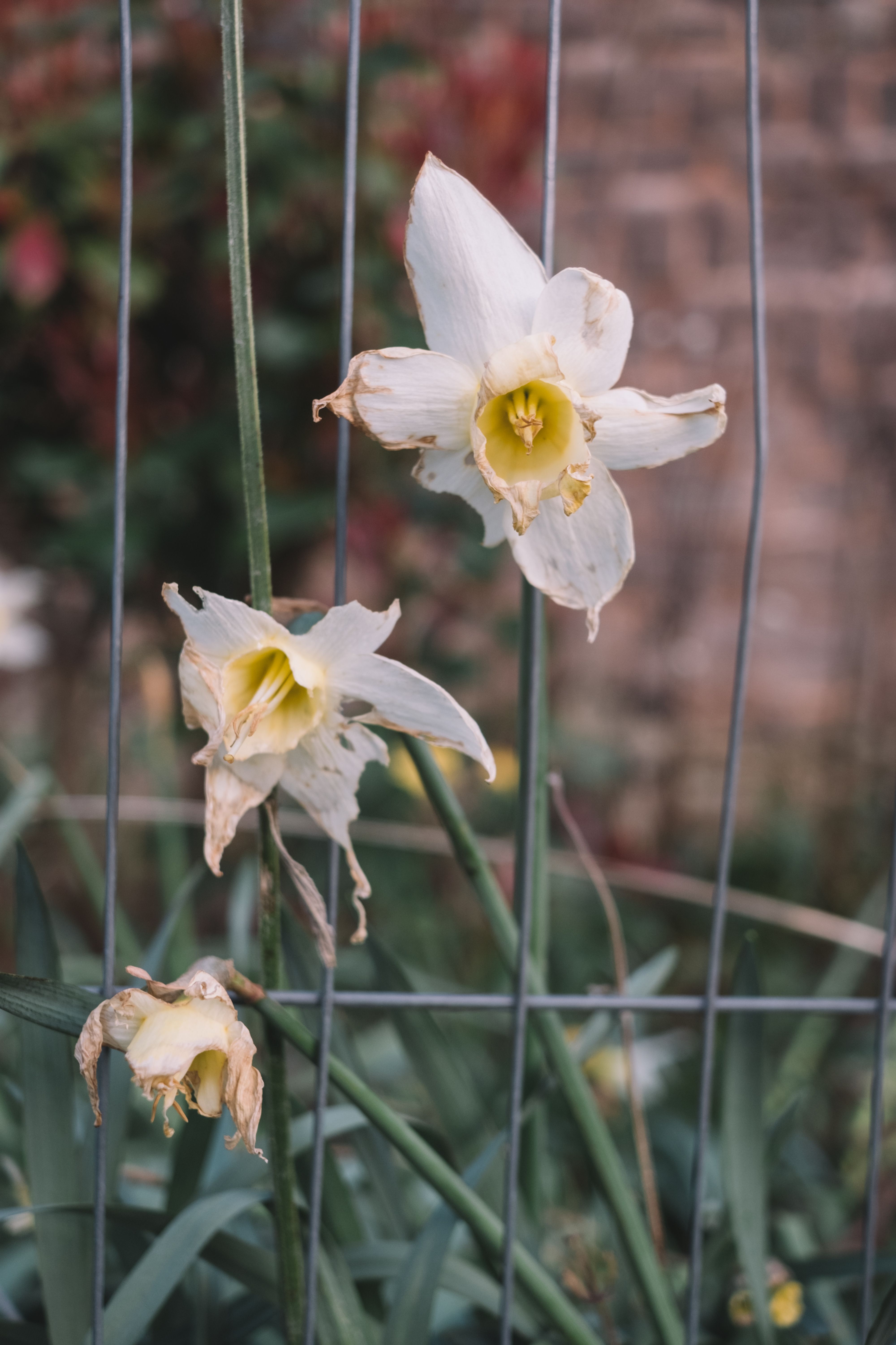Narcissus in Bloom · Free Stock Photo