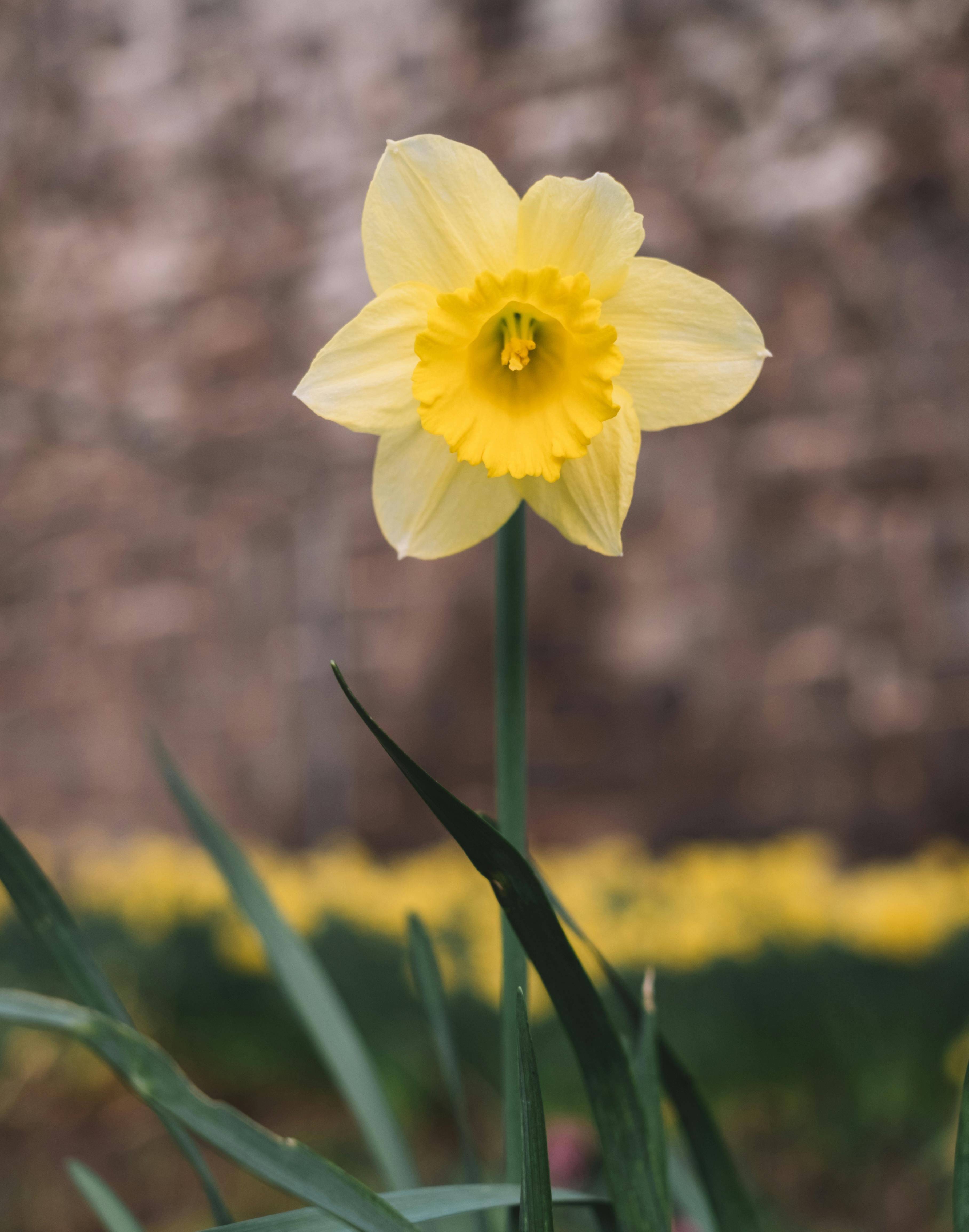 Fully Bloom Daffodil Flowers · Free Stock Photo