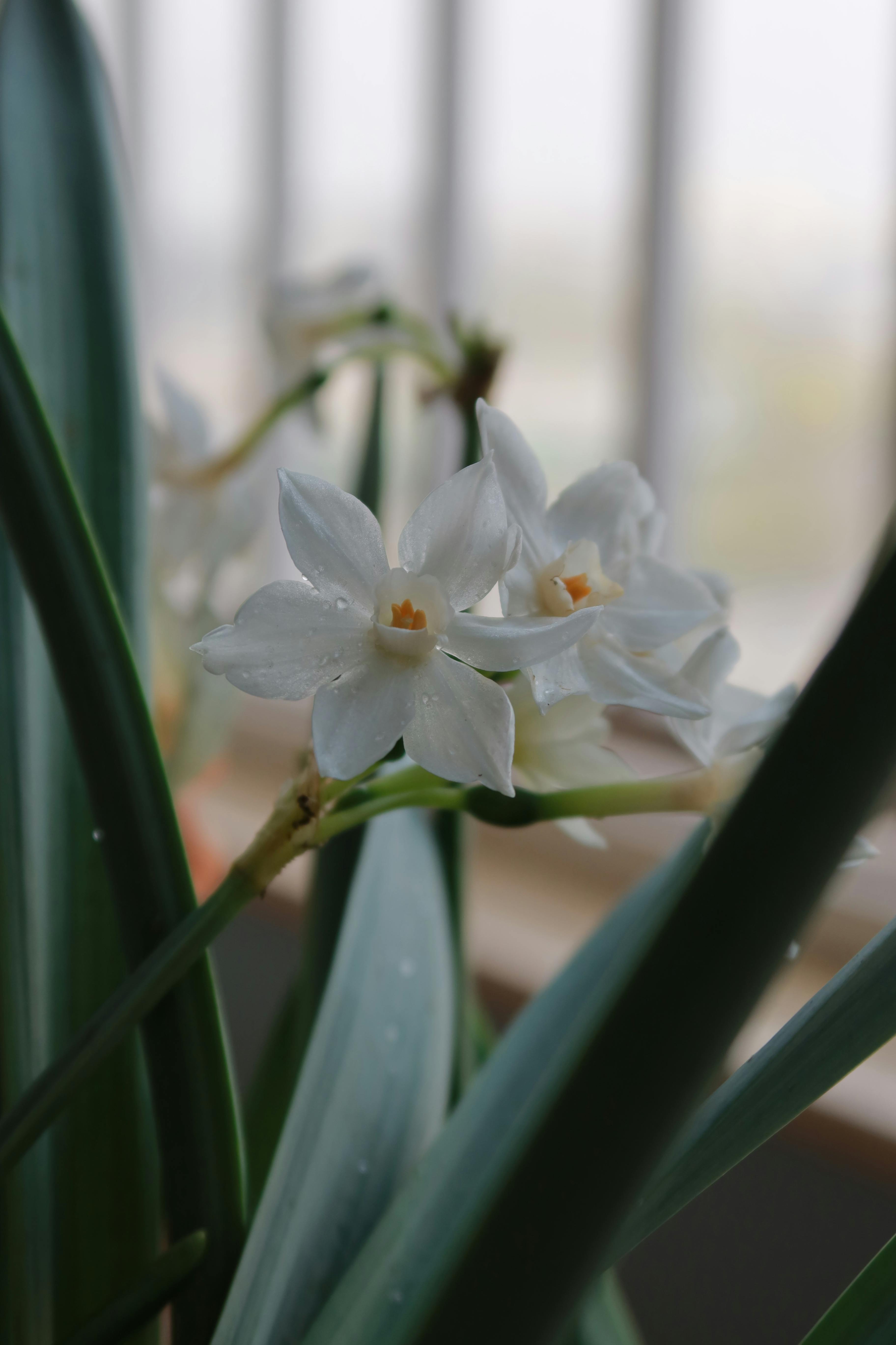 Paperwhite Narcissus Photos, Download The BEST Free Paperwhite ...