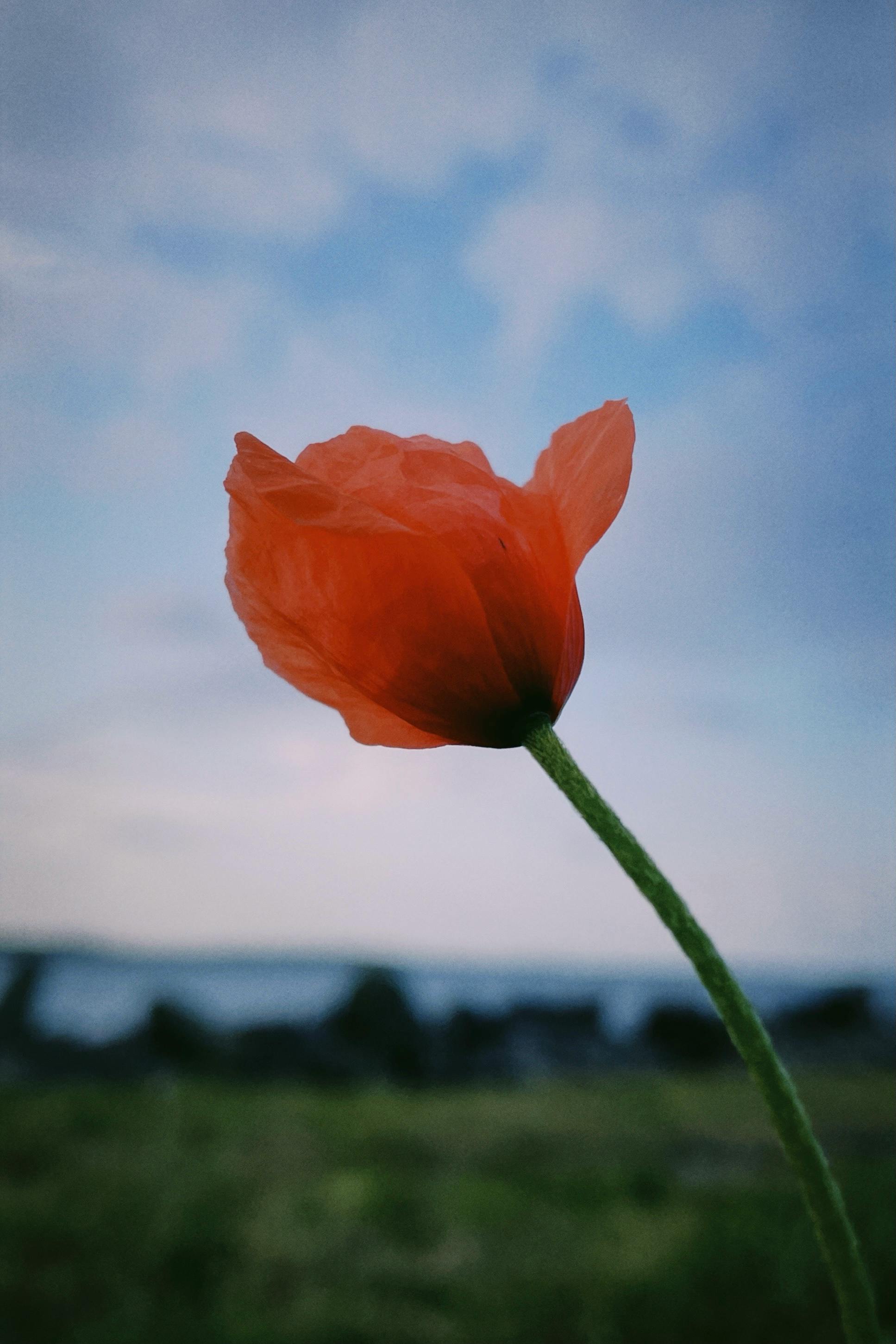 Poppie Background Photos, Download The BEST Free Poppie Background ...