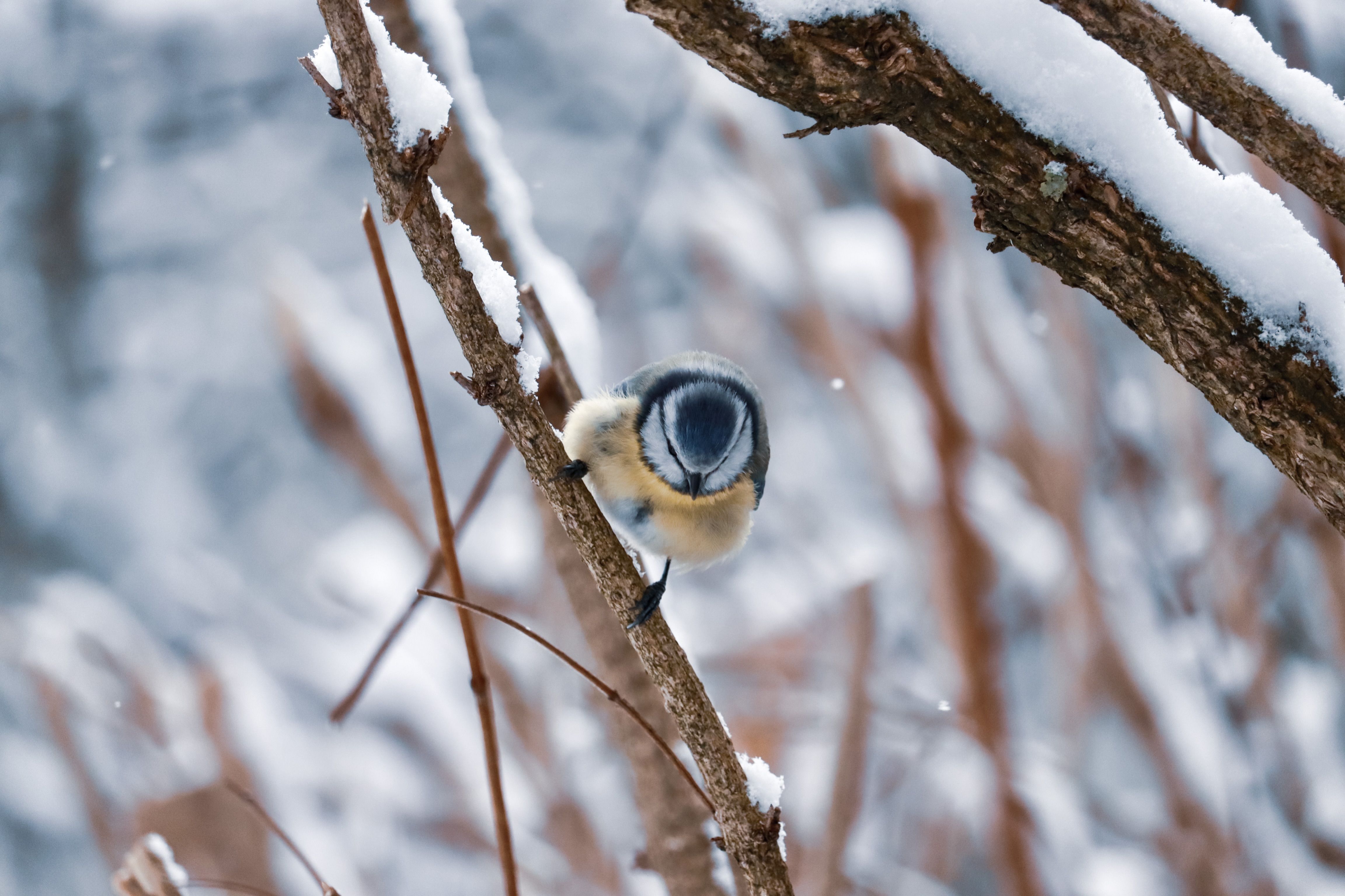 Green Bird · Free Stock Photo