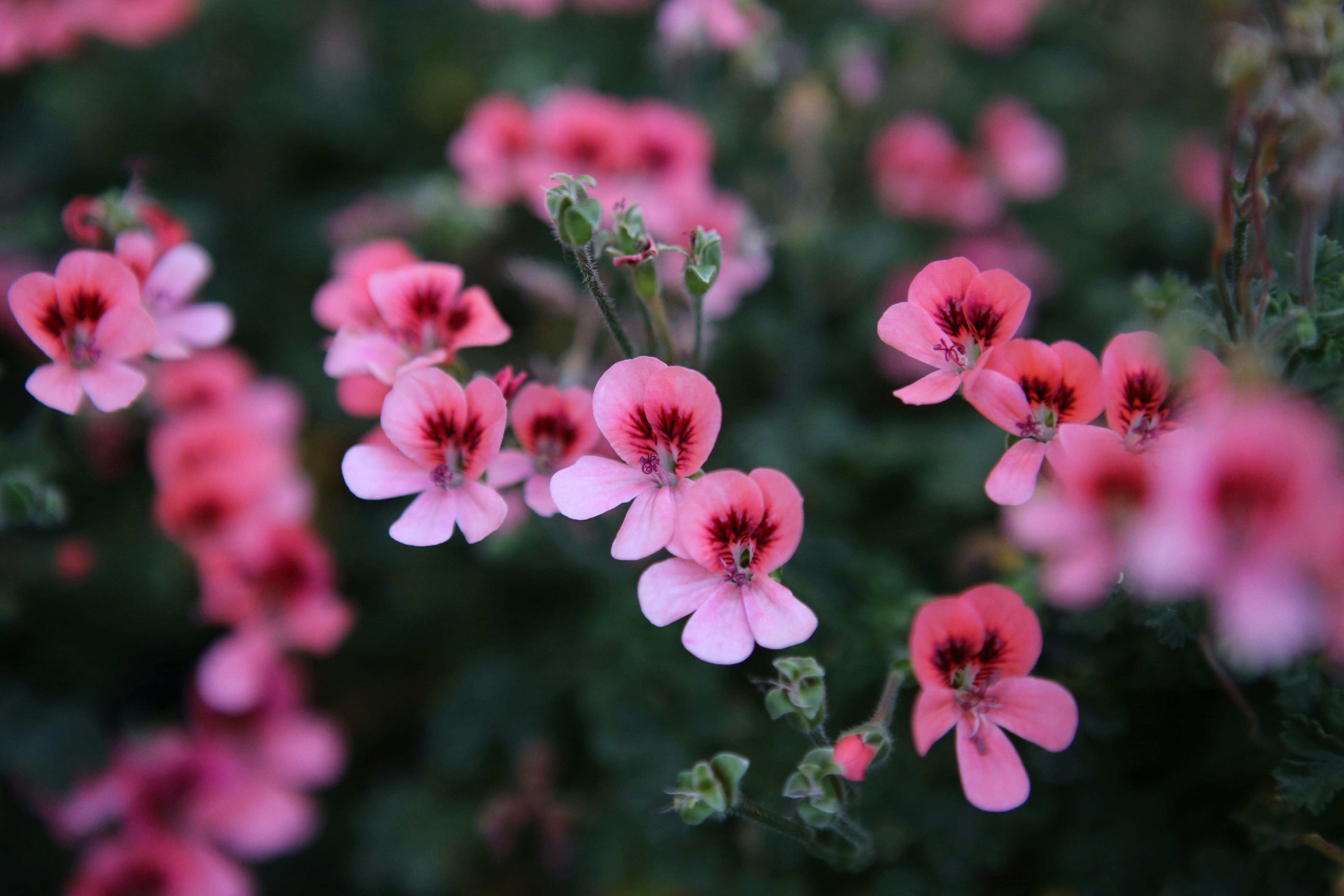 Geraniums · Free Stock Photo