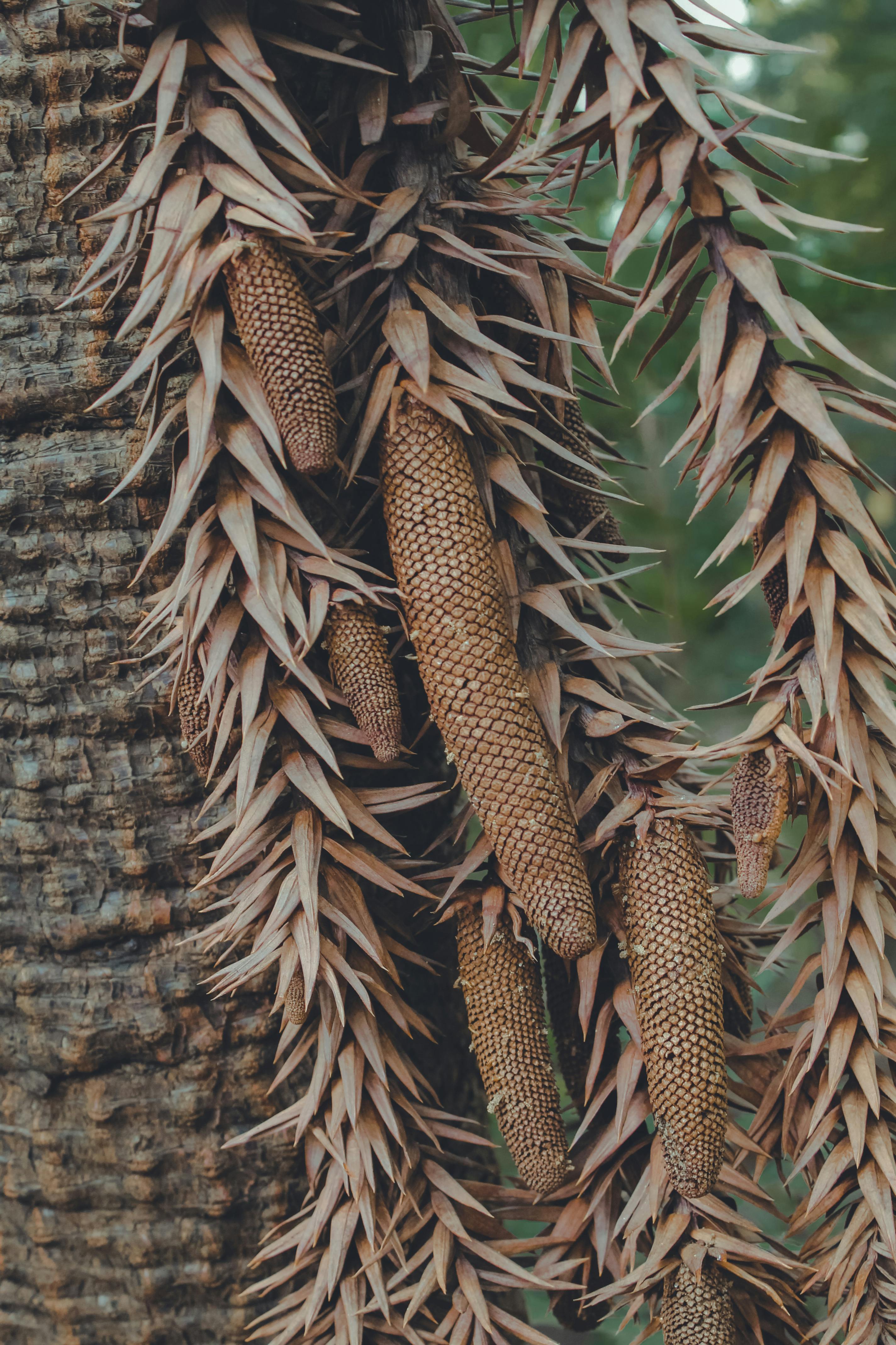 Conifer Cone Hanging on a Tree · meta.free_stock.photo