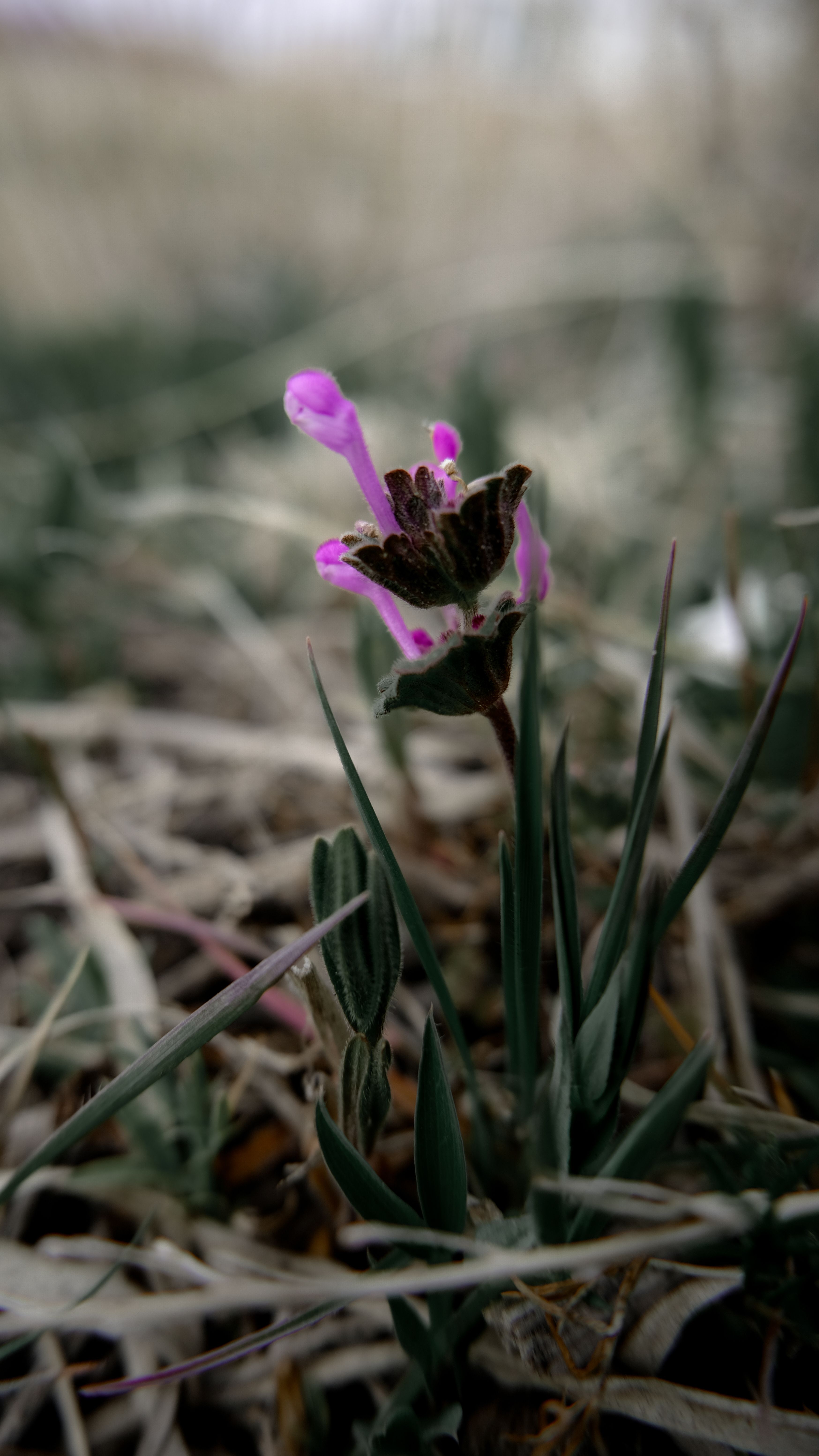 Close-Up Shot of Common Henbit · Free Stock Photo