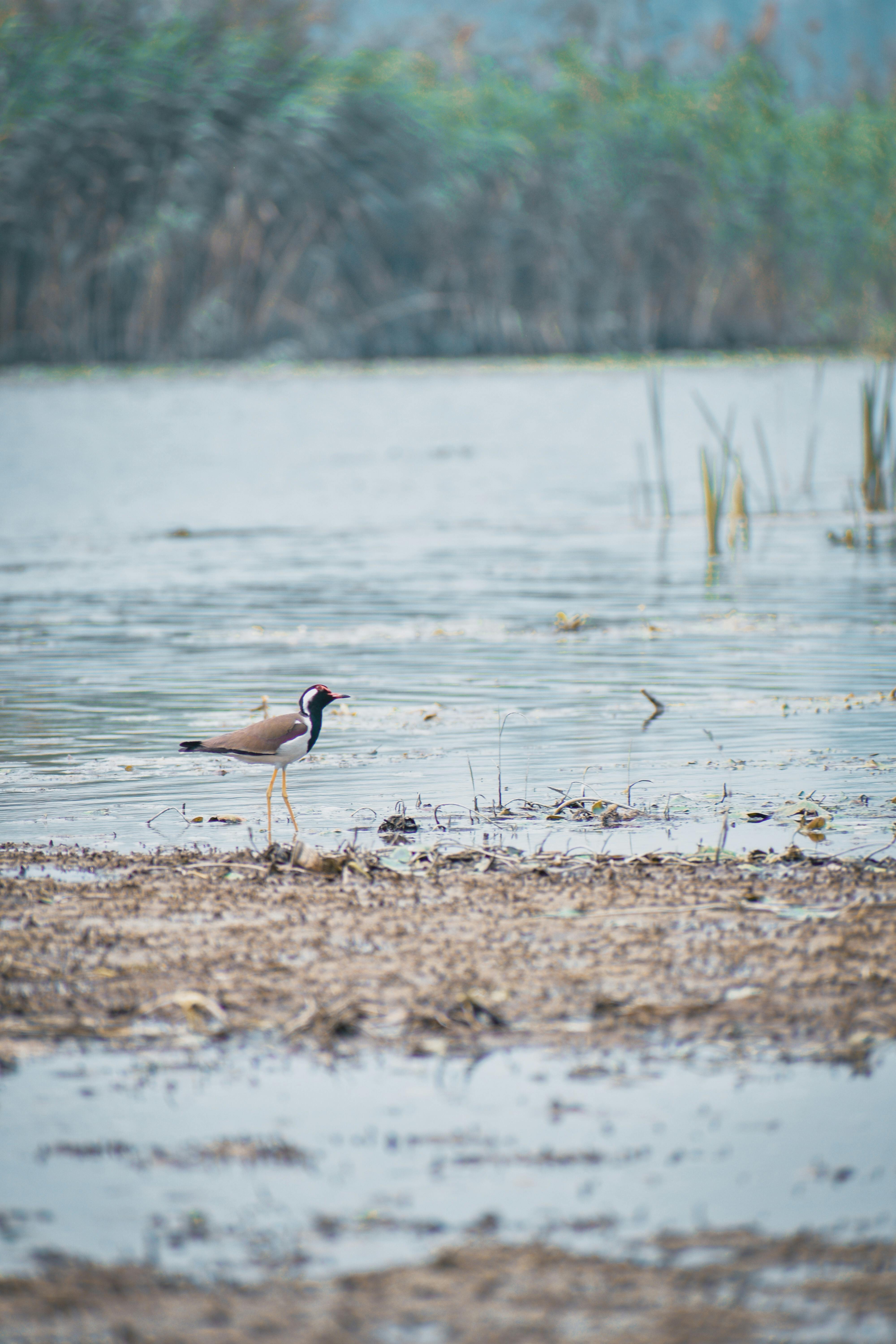 Rush Swamp Photos, Download The BEST Free Rush Swamp Stock Photos & HD ...