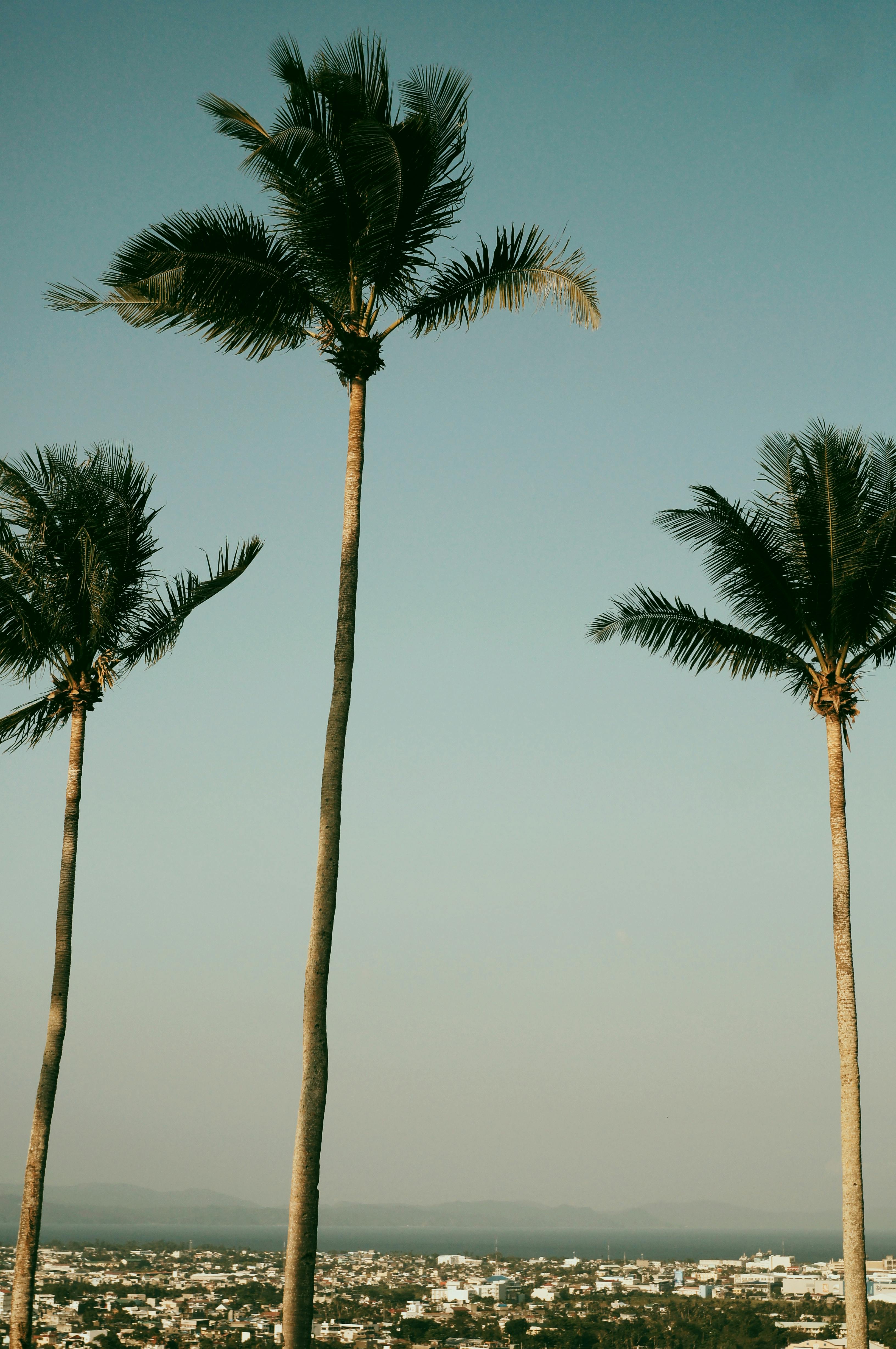 Thin and Tall Palm Trees on the Field · Free Stock Photo