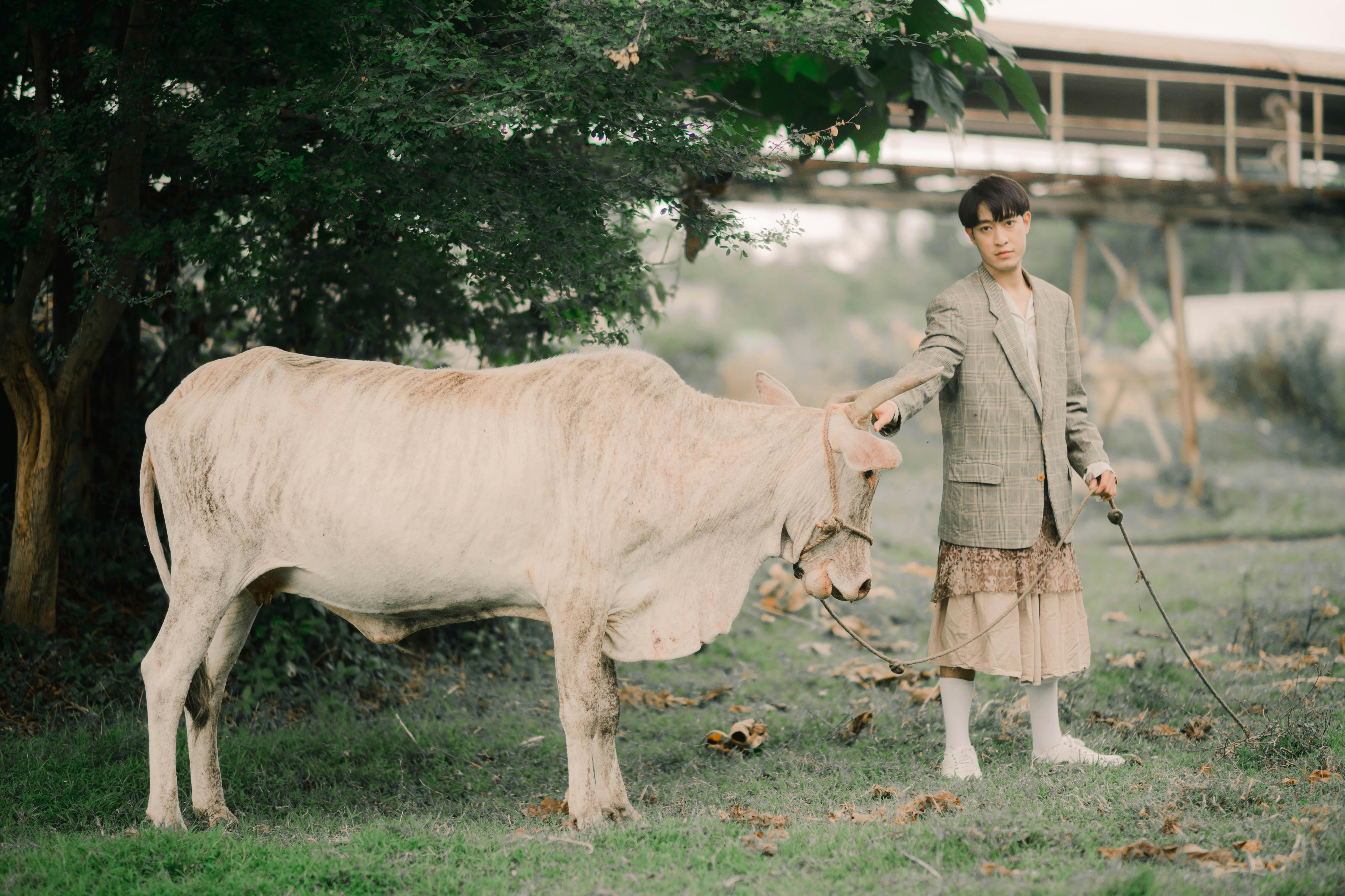 A Man with an Eccentric Clothing and a Cow · Free Stock Photo