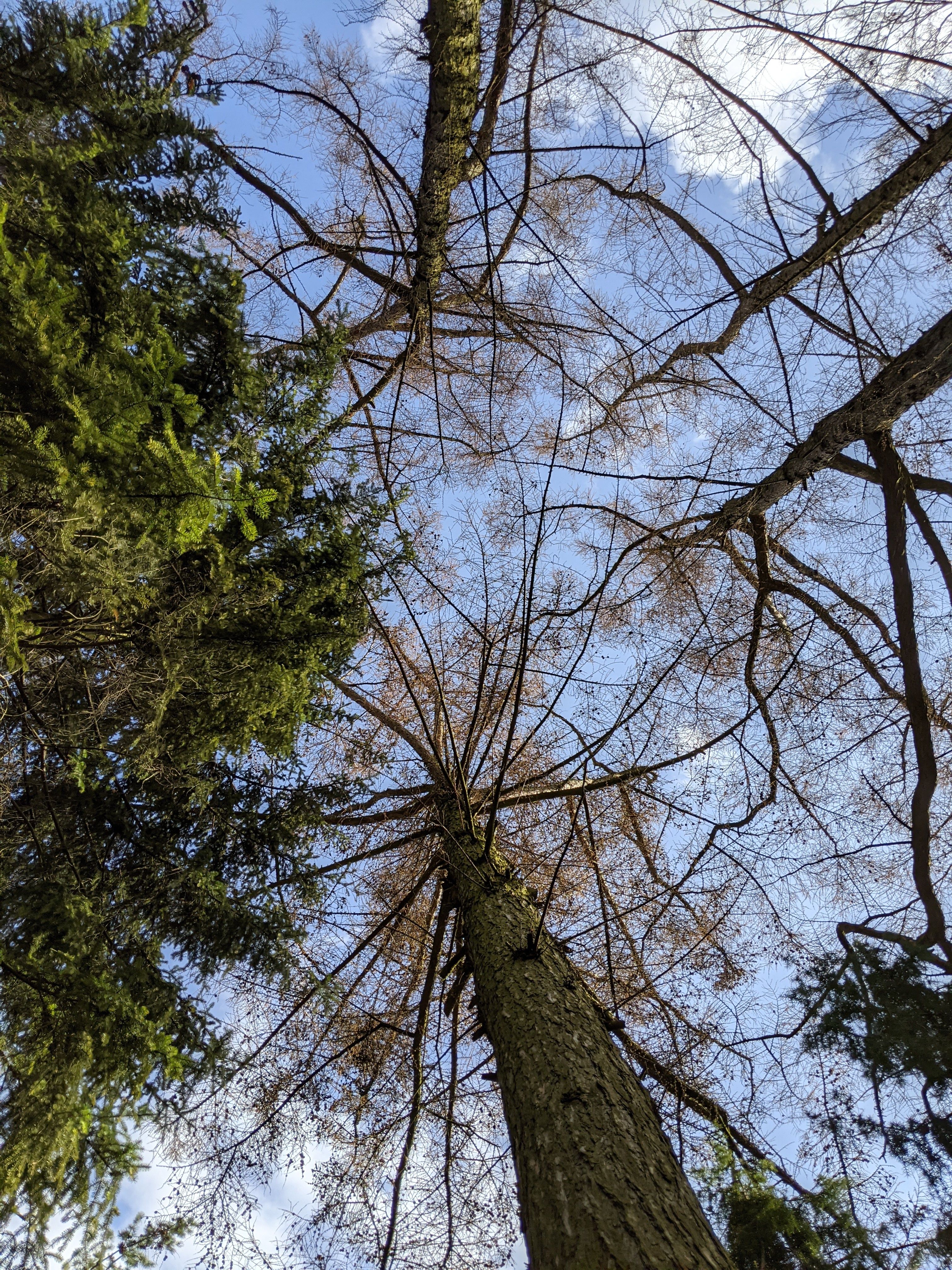 Wildlens Nature Trees Photos, Download The BEST Free Wildlens Nature ...