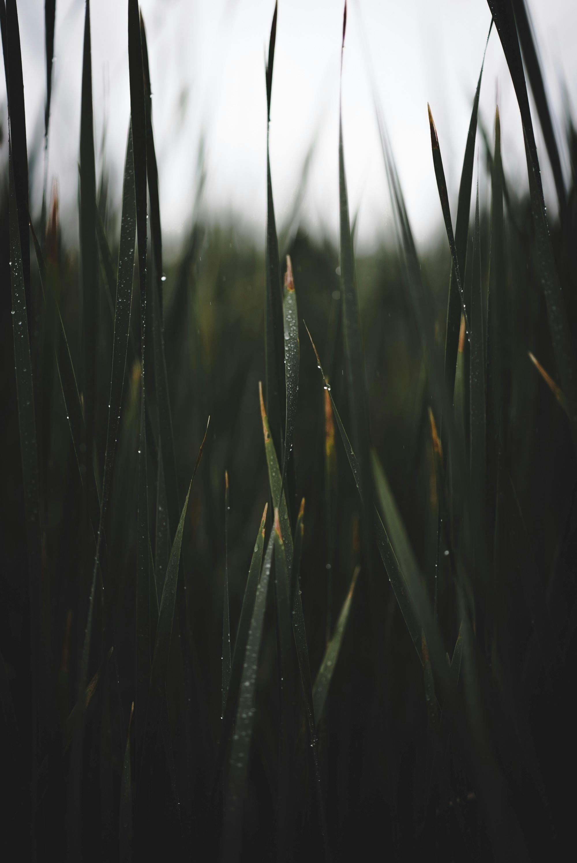 Dark green grass growing in field · Free Stock Photo