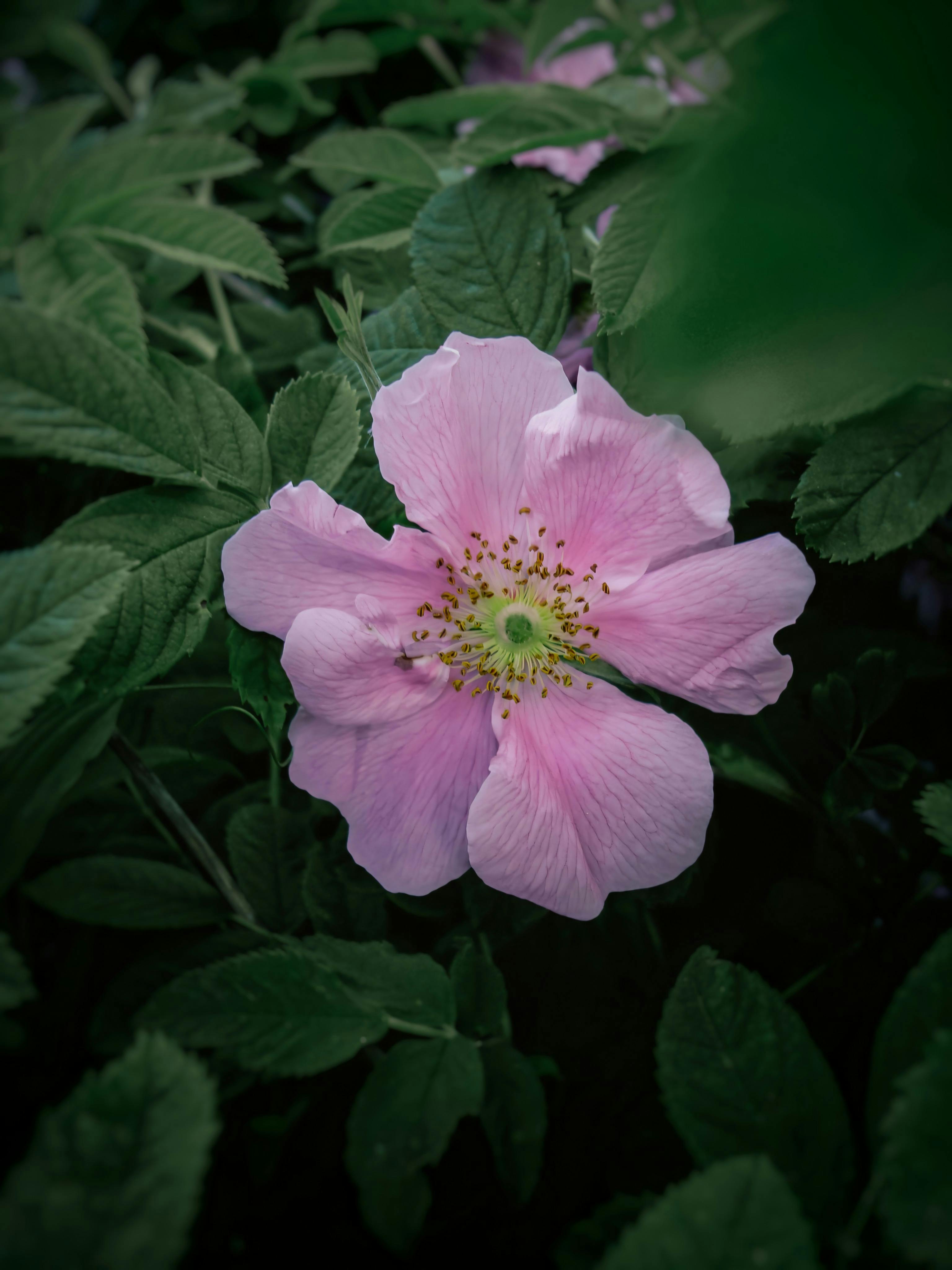 Photo of a Pink Dog-Rose in Bloom · Free Stock Photo