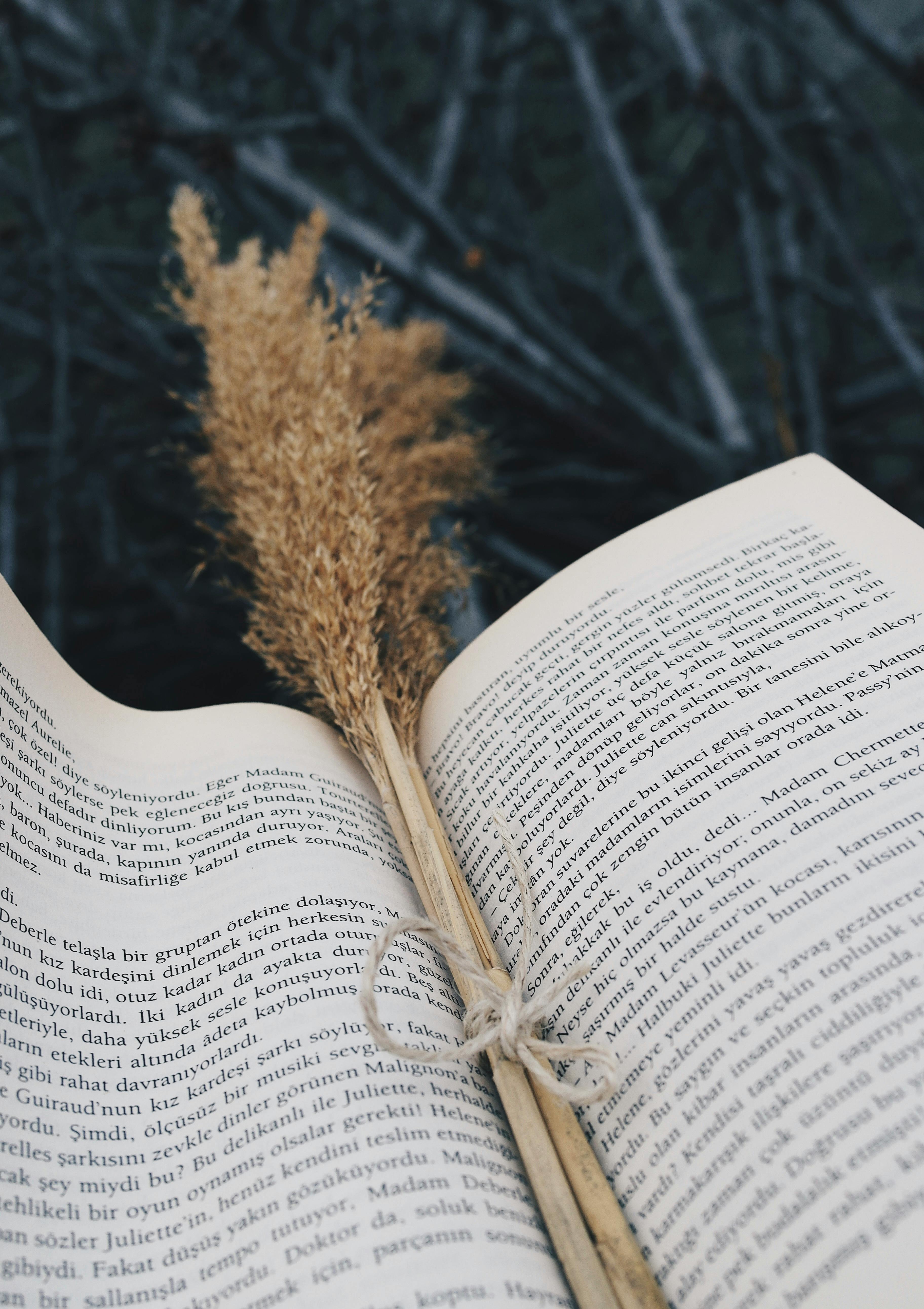 Close-Up Shot of a Book · Free Stock Photo