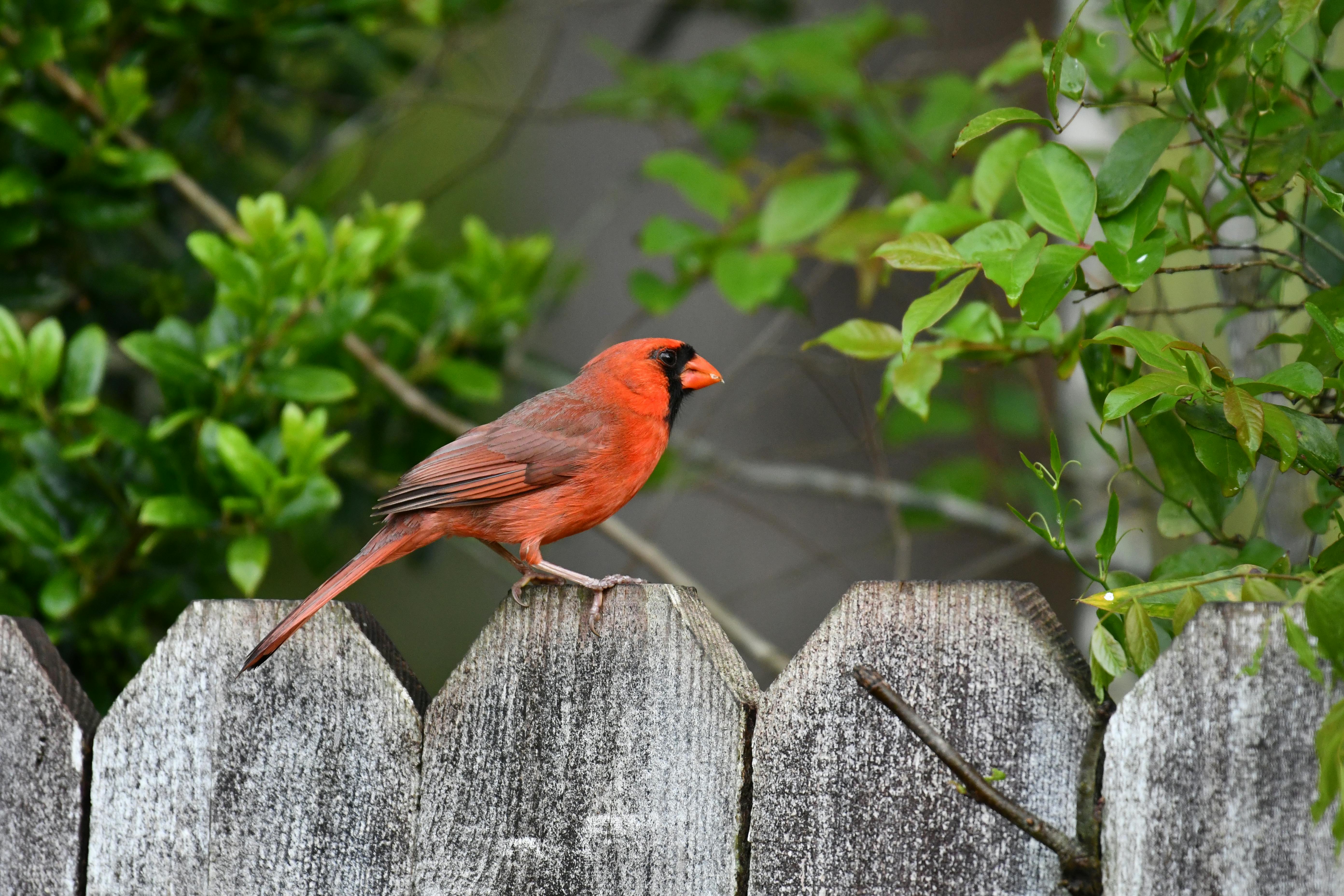 Bird on Fence · Free Stock Photo