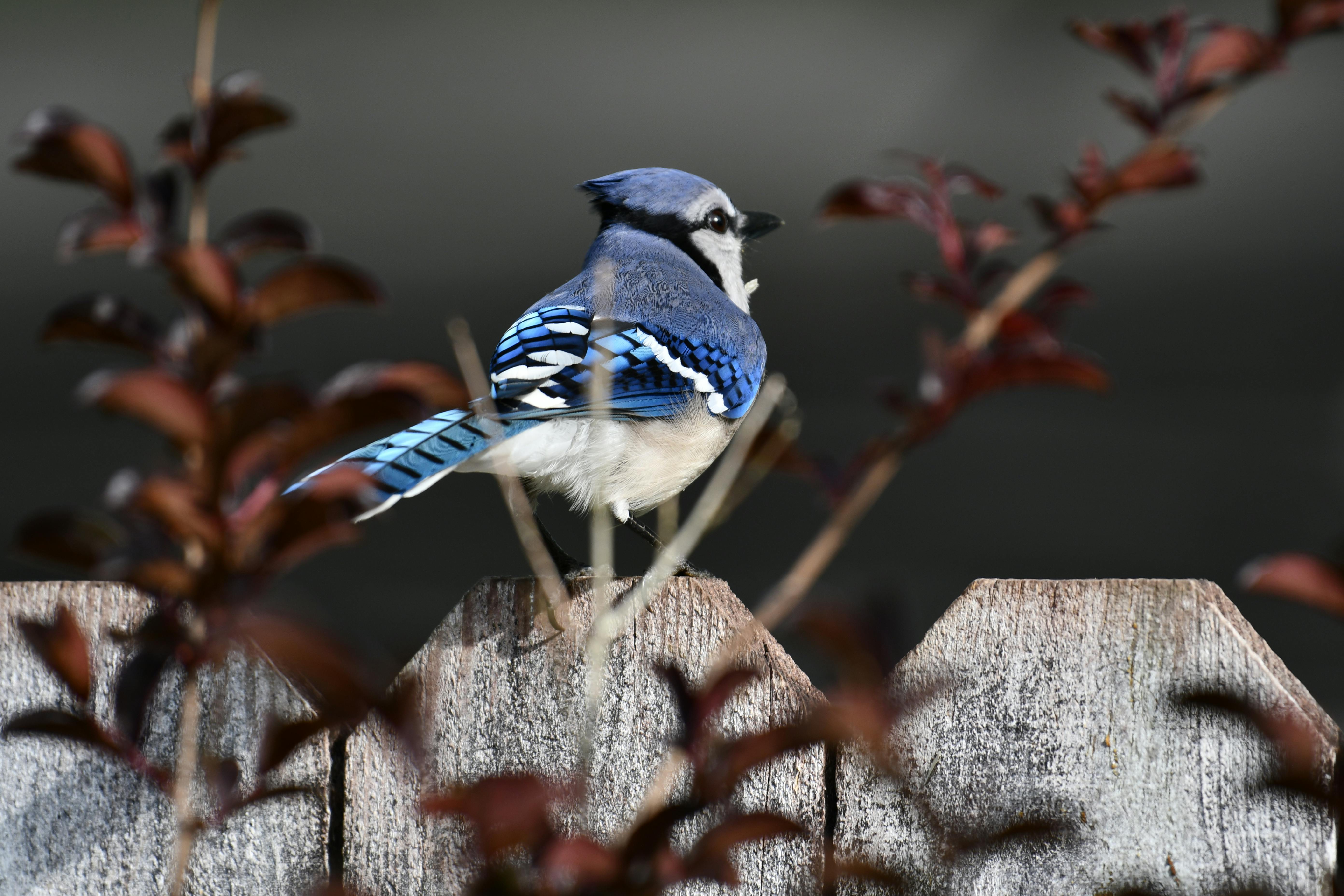 Close up of a Blue Jay · Free Stock Photo