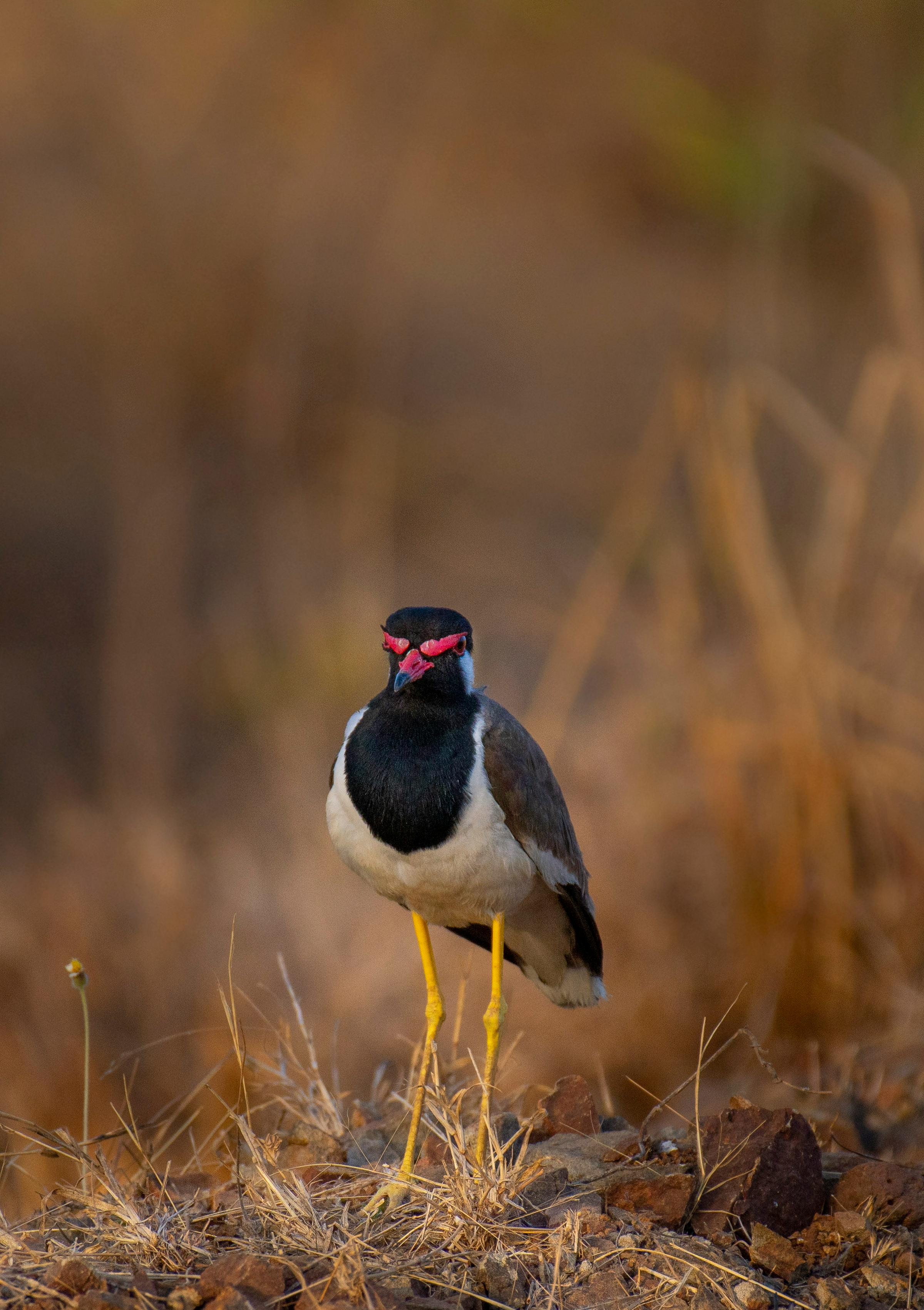 Woolly Mammoth Photos, Download The BEST Free Woolly Mammoth Stock ...