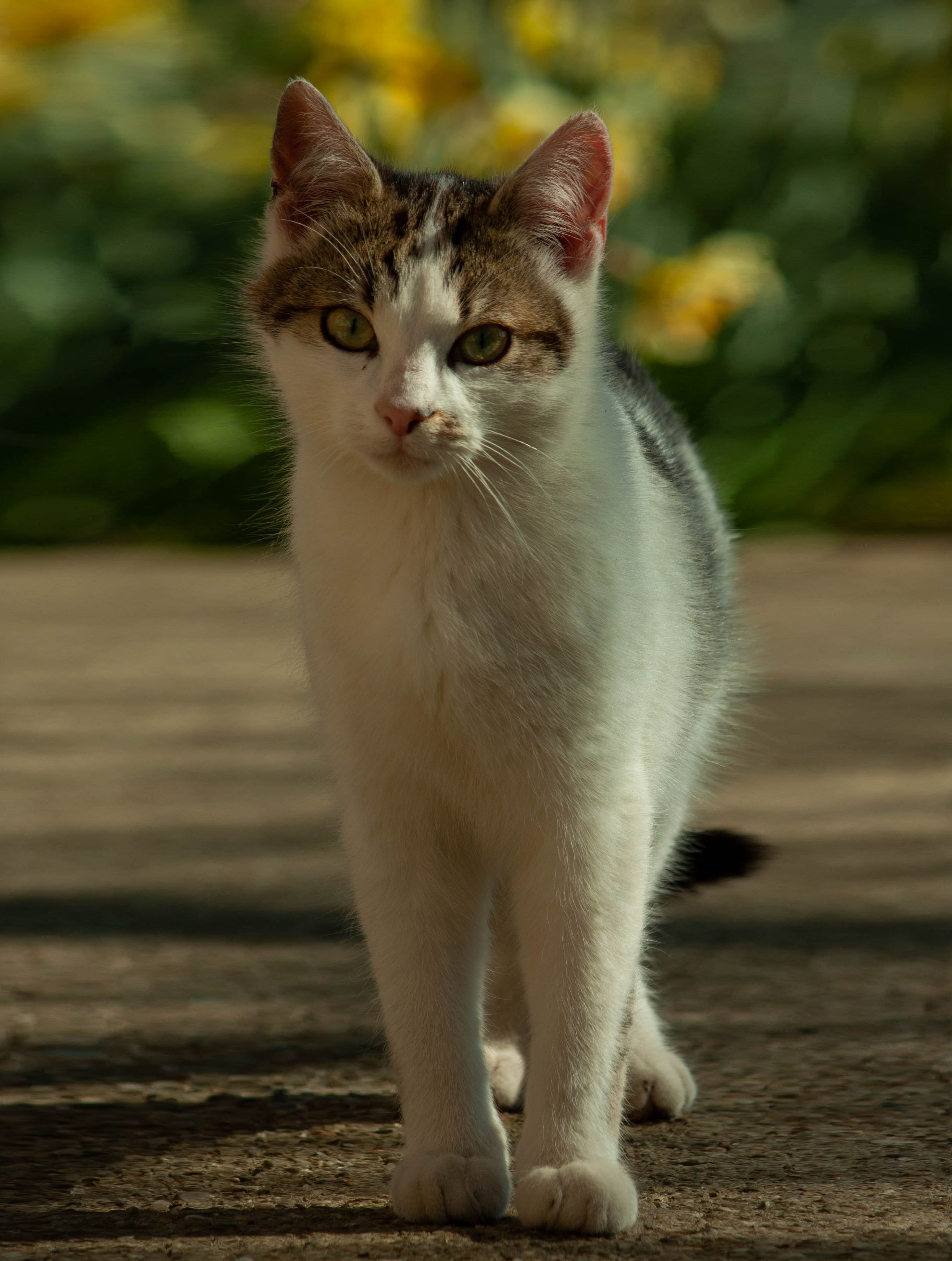 Close-up of a Head of a Cat · Free Stock Photo