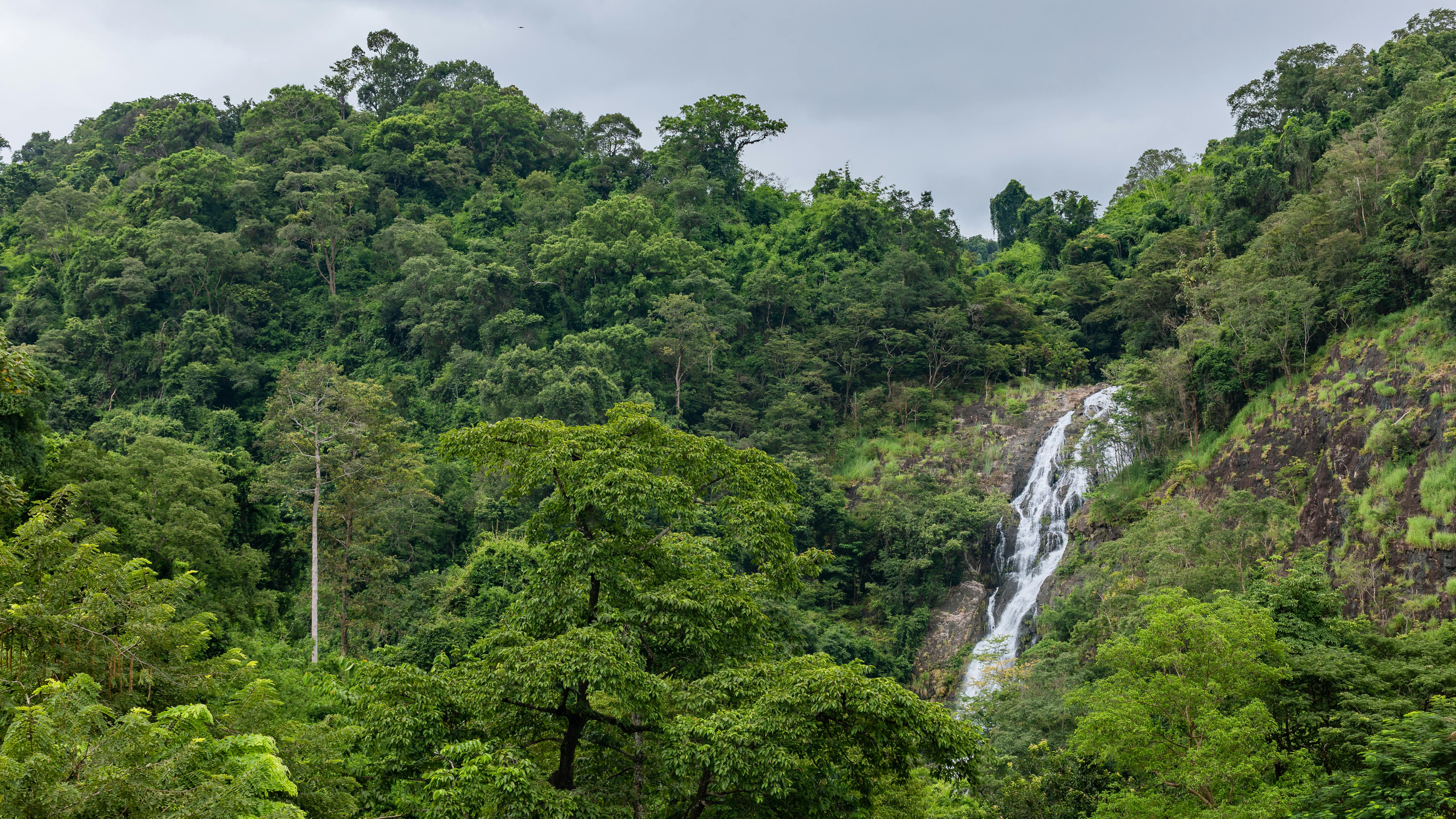 Photo of a Waterfall Between Trees · Free Stock Photo
