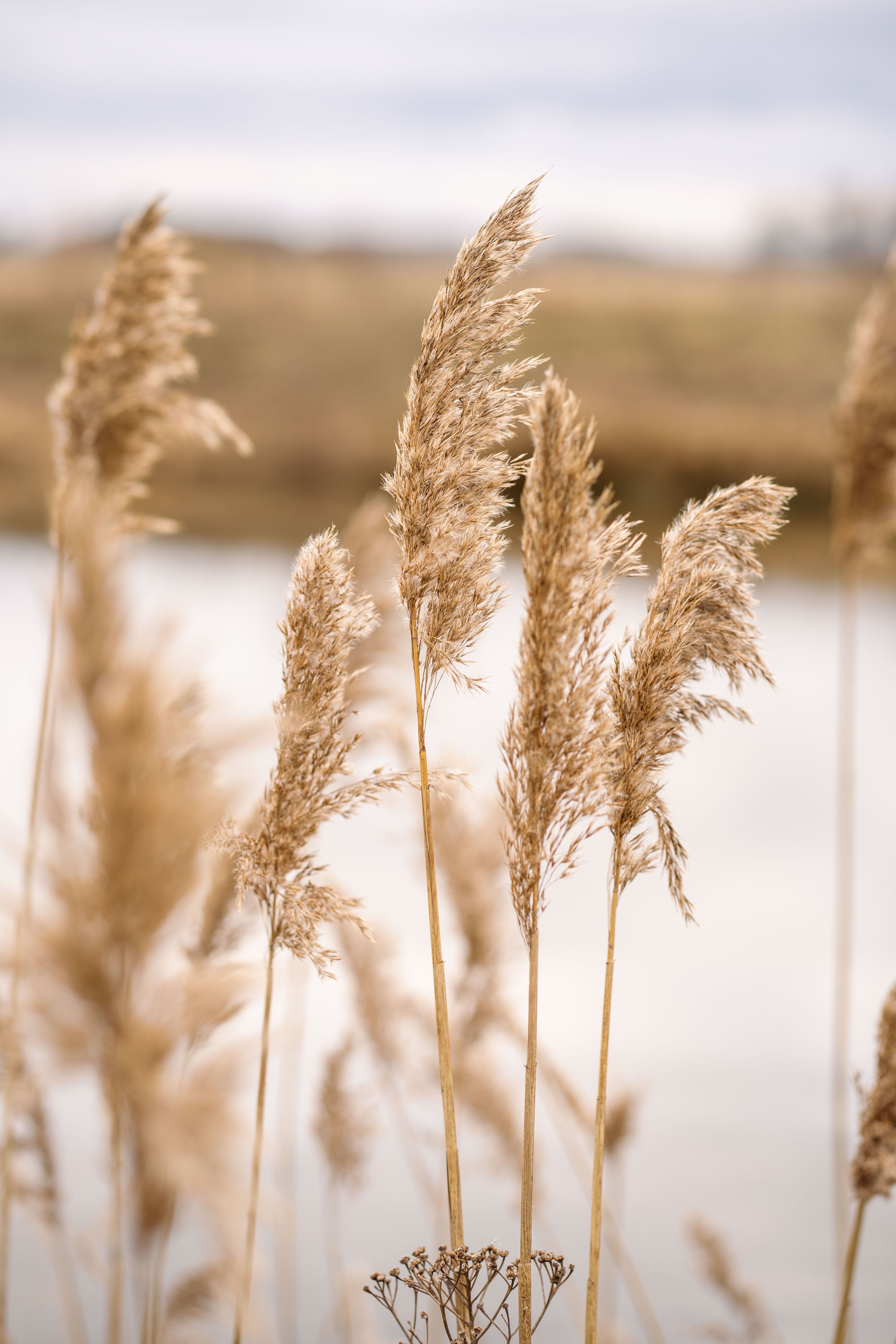 Plumes Photos, Download The BEST Free Plumes Stock Photos & HD Images