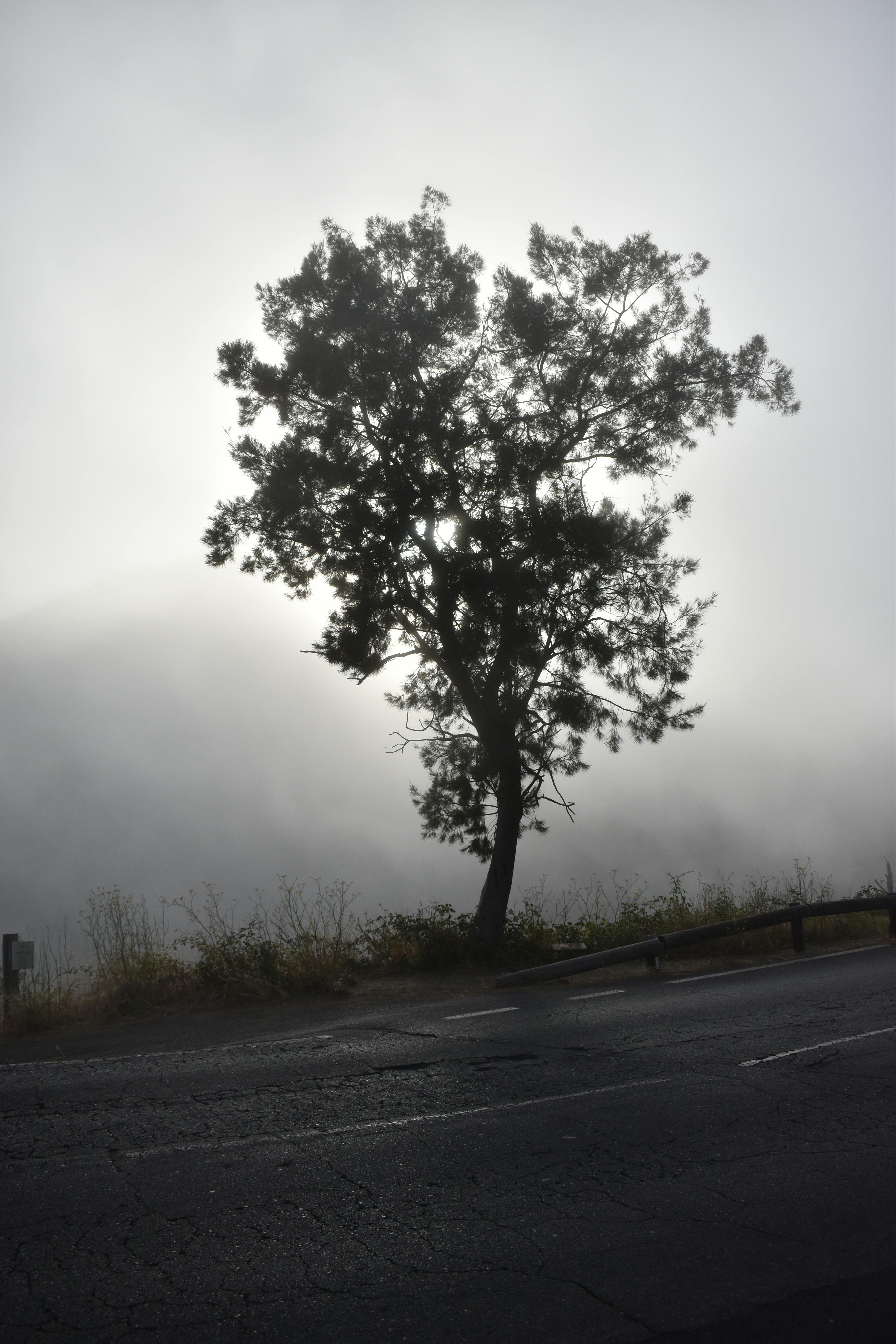 A Tree on the side of a Road · Free Stock Photo