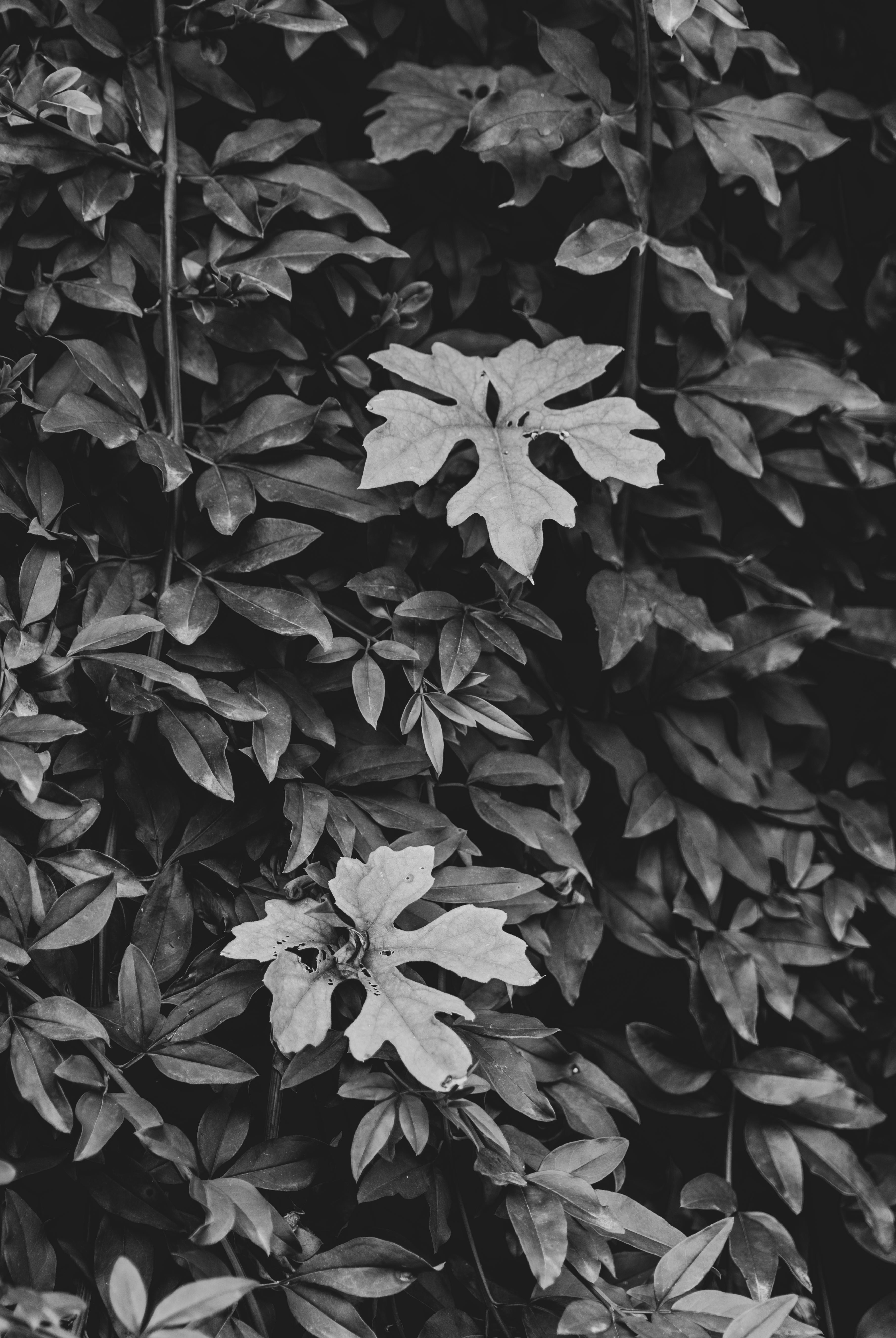 Grayscale Photo of Leaves · Free Stock Photo