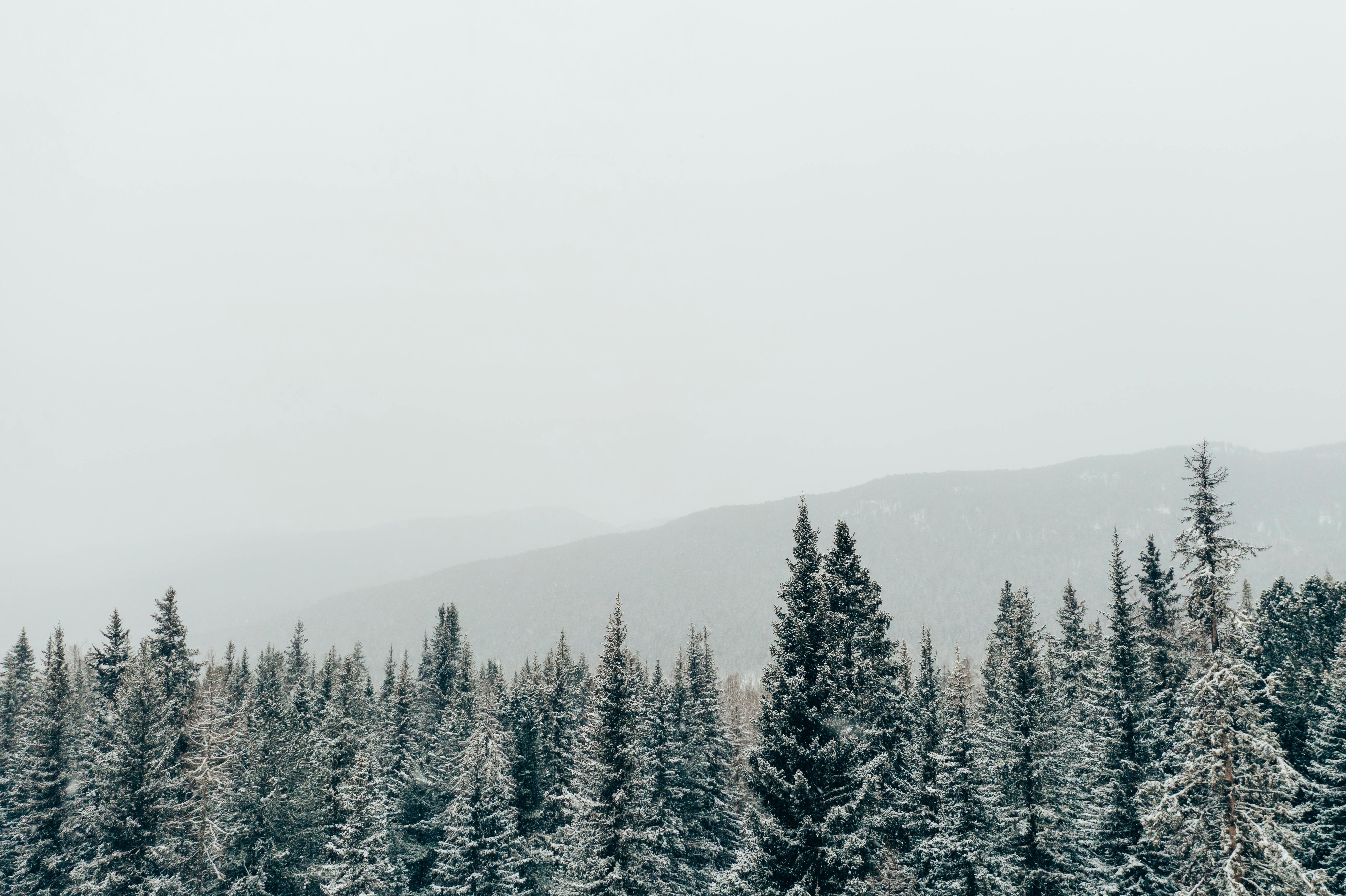 Evergreen Trees Photos, Download The BEST Free Evergreen Trees Stock ...