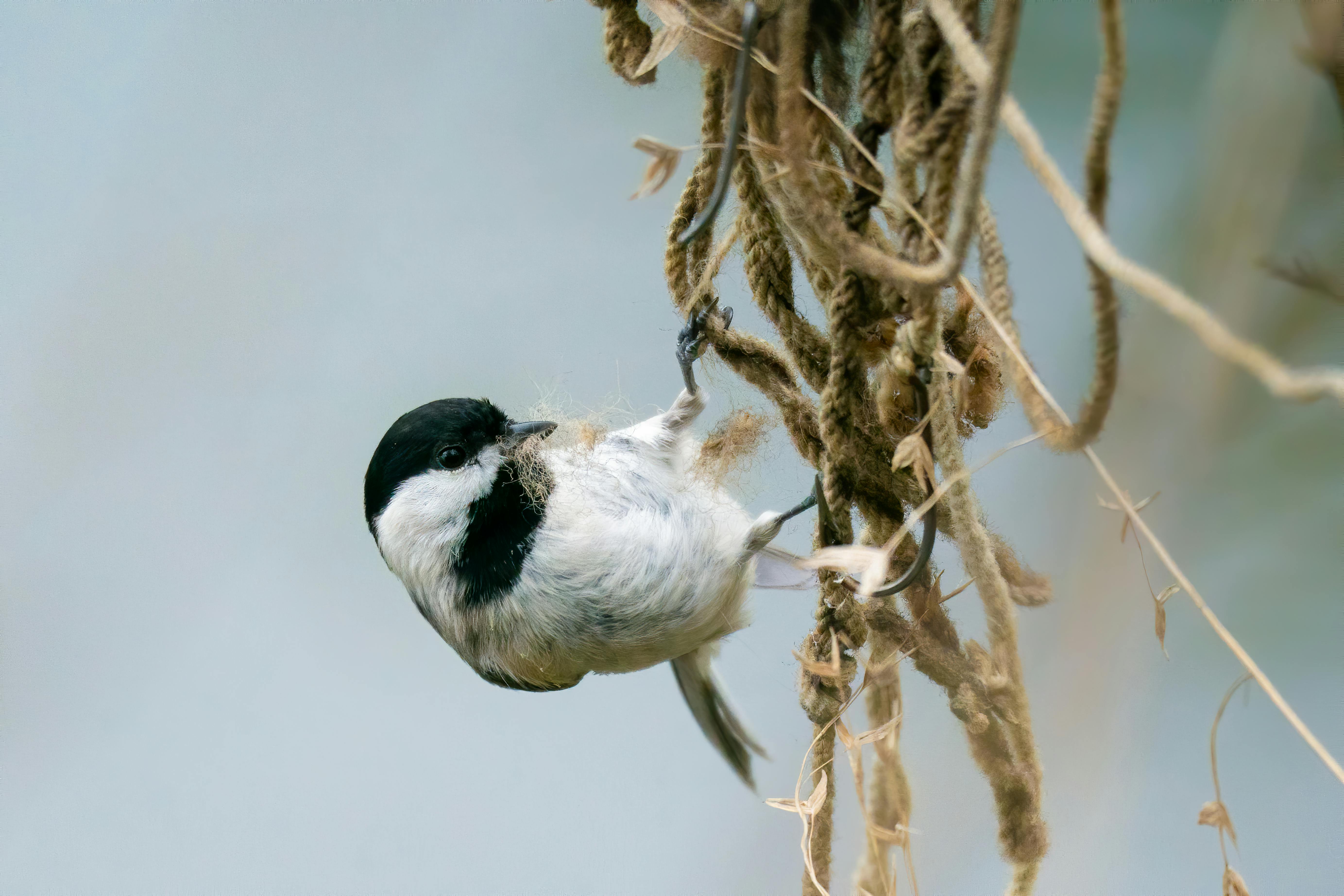 Black Capped Chickadee Nest and Eggs: A Simple Guide