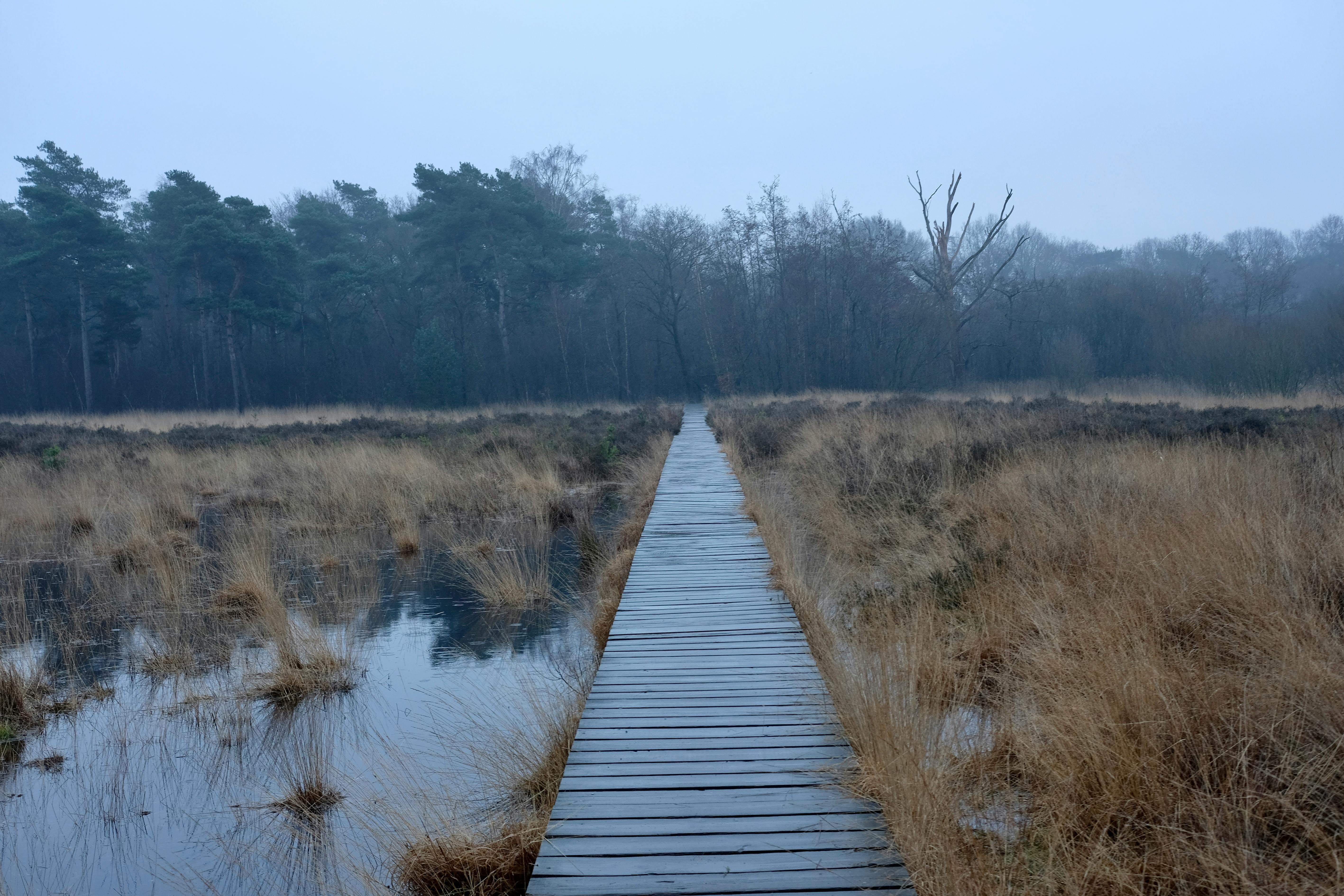 A Brown Wooden Bridge on Swamp · Free Stock Photo