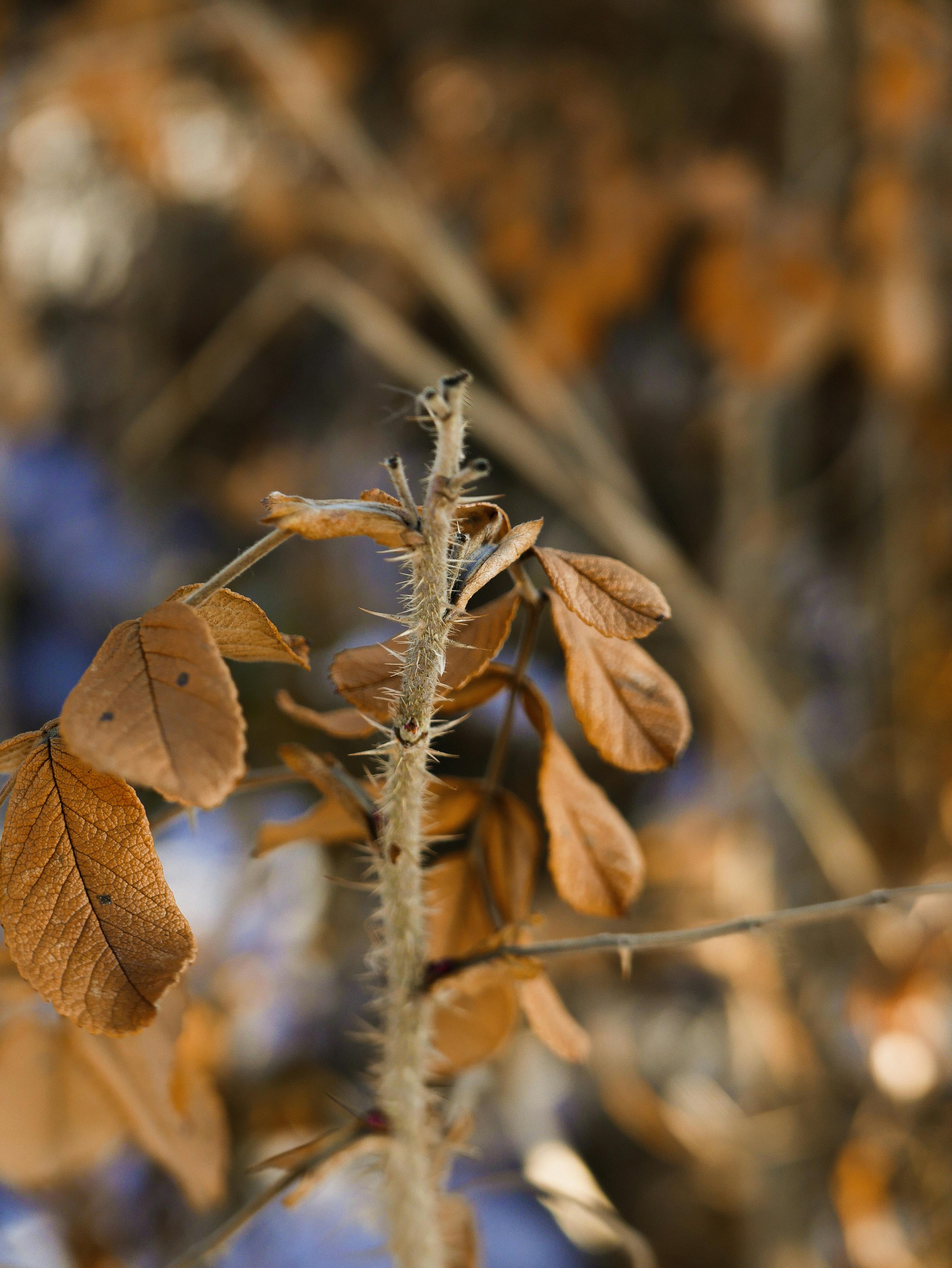 Brown Twigs With No Leaves · Free Stock Photo