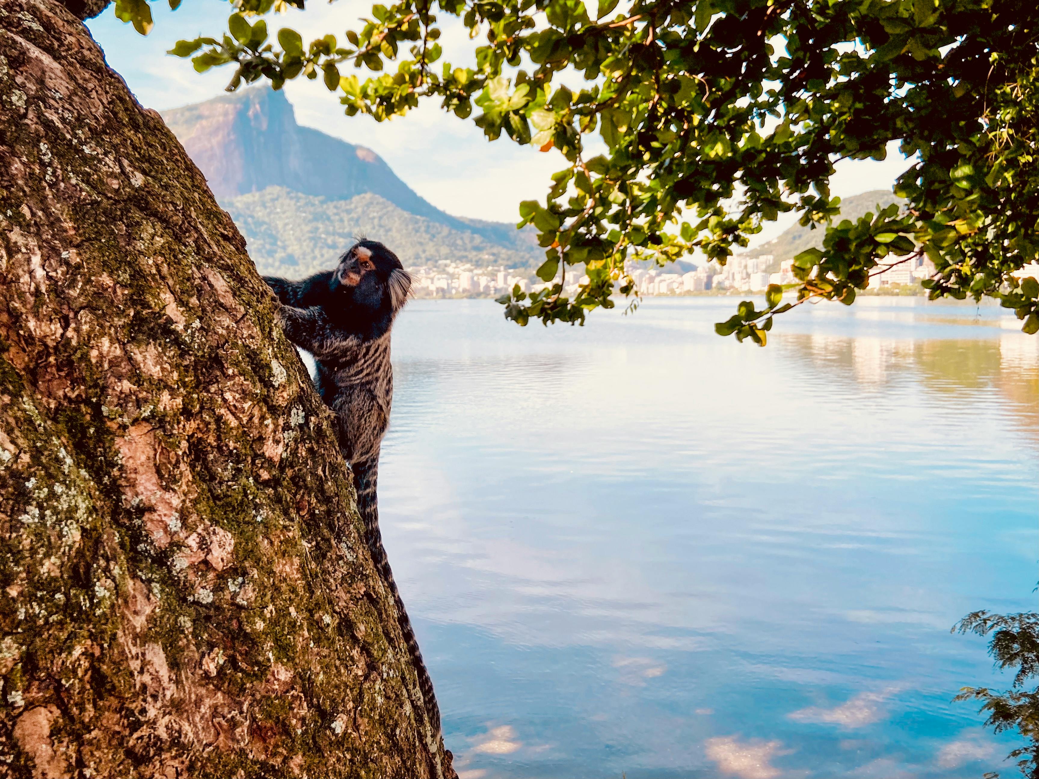 Monkey climbing on tree with ropes in nature · Free Stock Photo