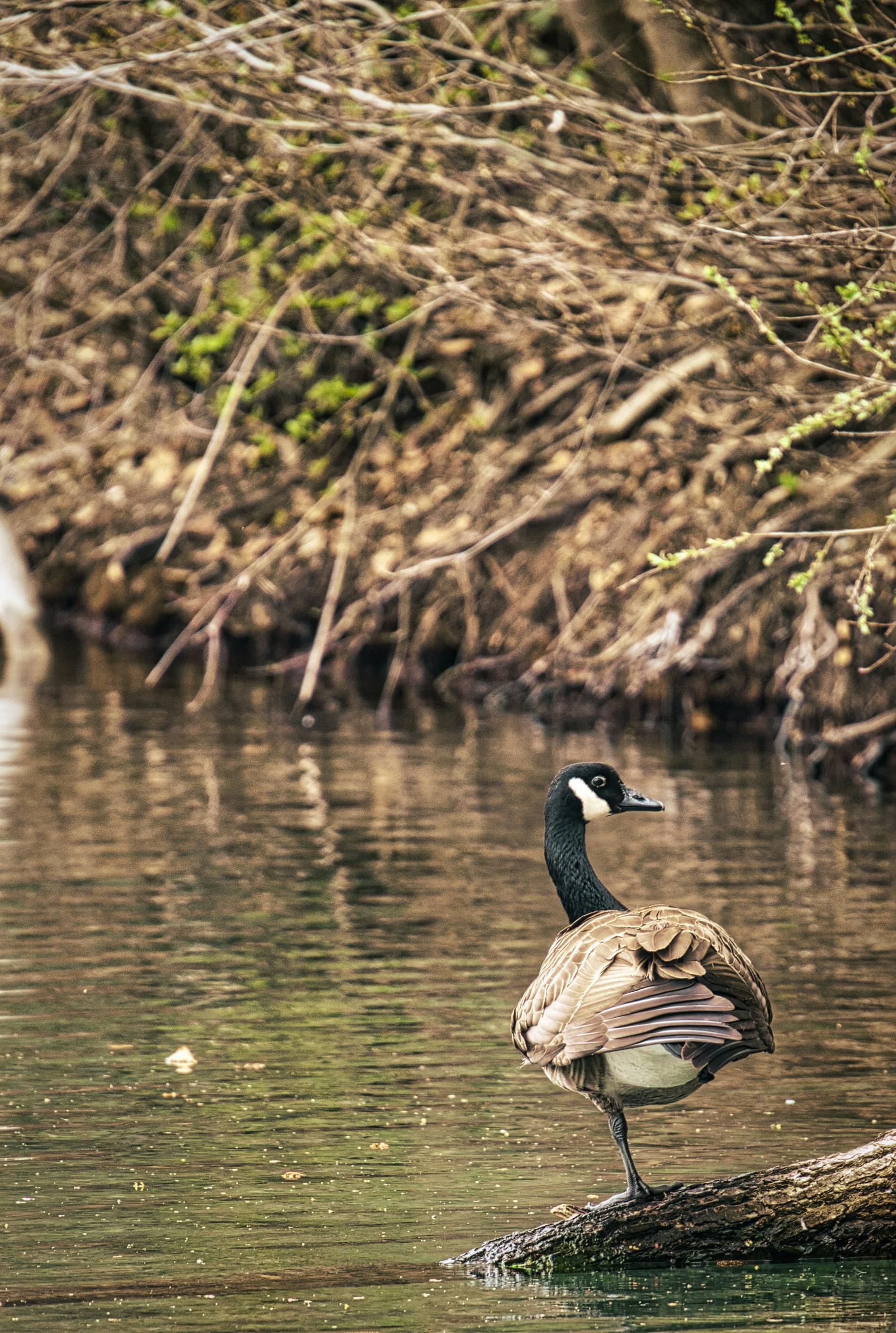 Man Hugging Pet Duck · Free Stock Photo