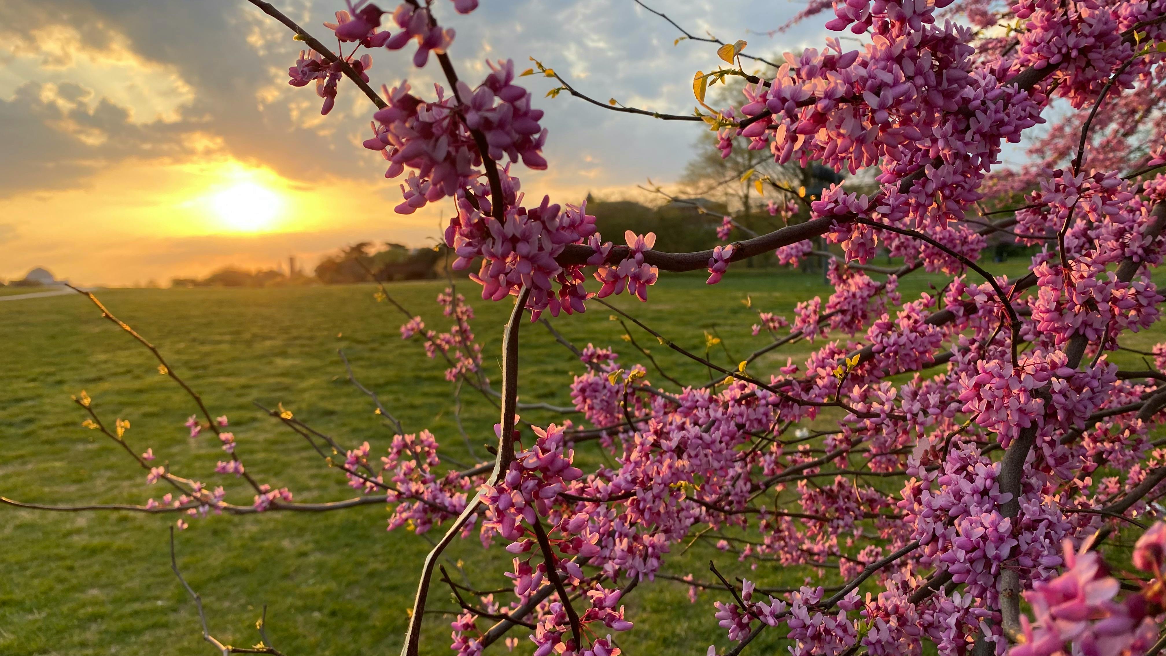 nathaniel w - 사진